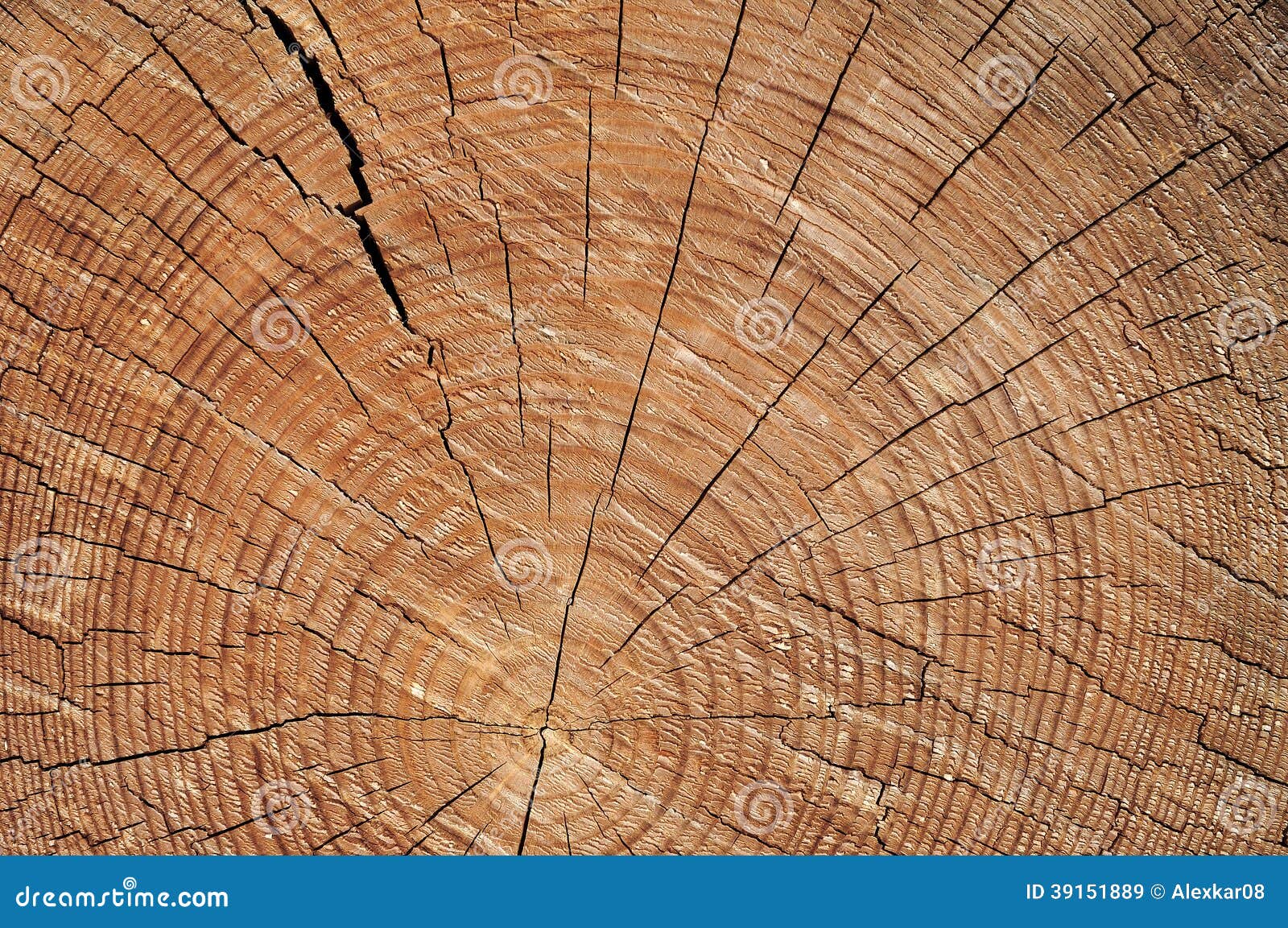 Wooden cut stock image. Image of aging, nature, ring - 39151889