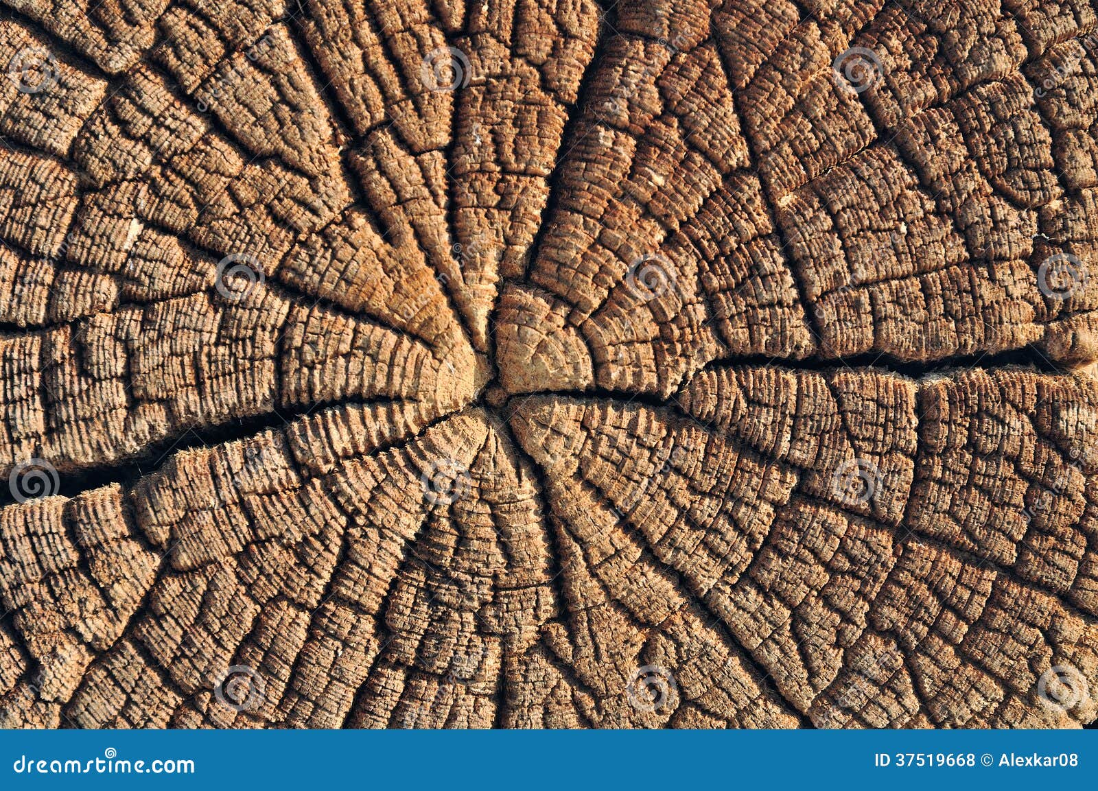 Wooden cut stock photo. Image of aging, growth, textured - 37519668