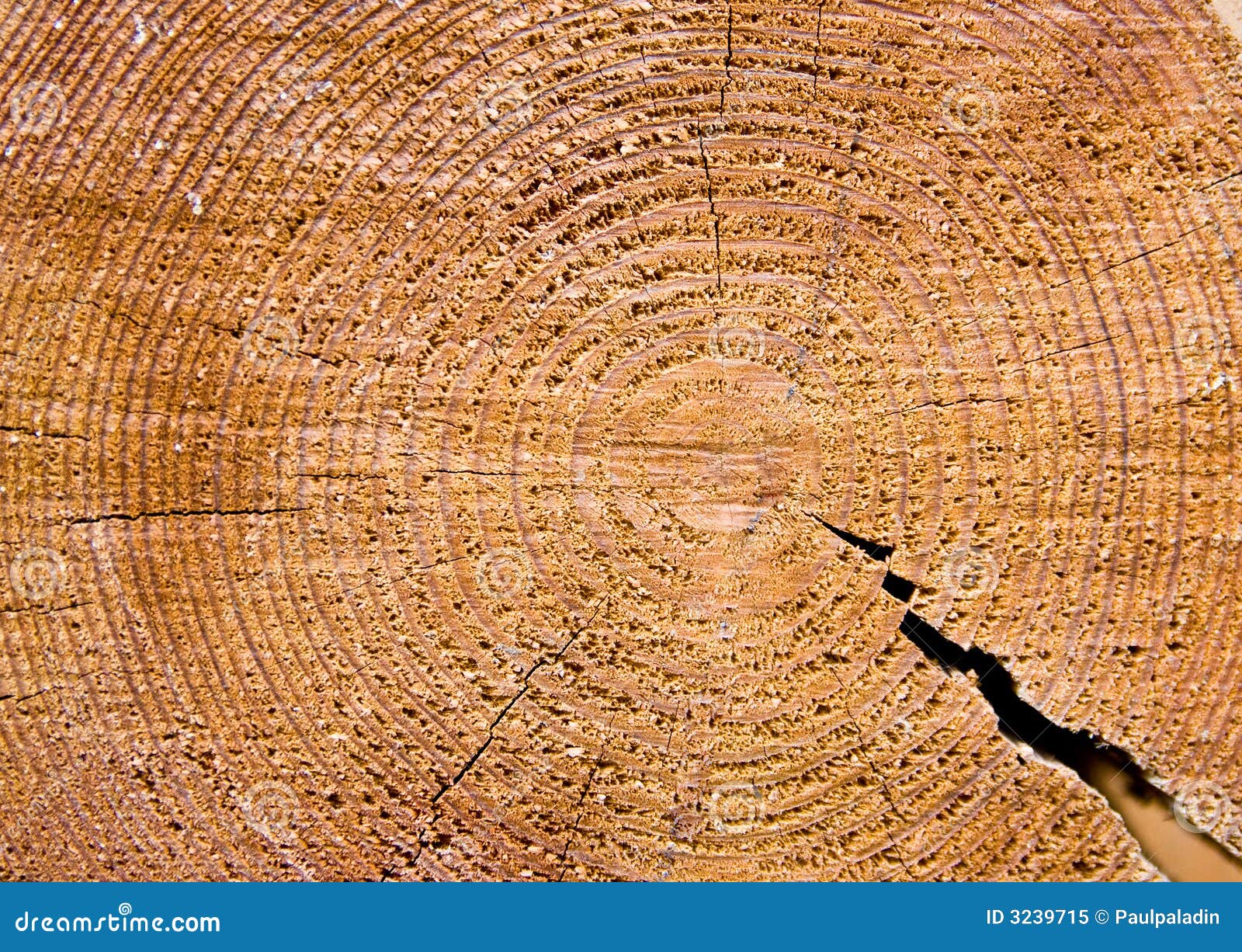 Wooden cut texture stock image. Image of softwood, macro - 3239715