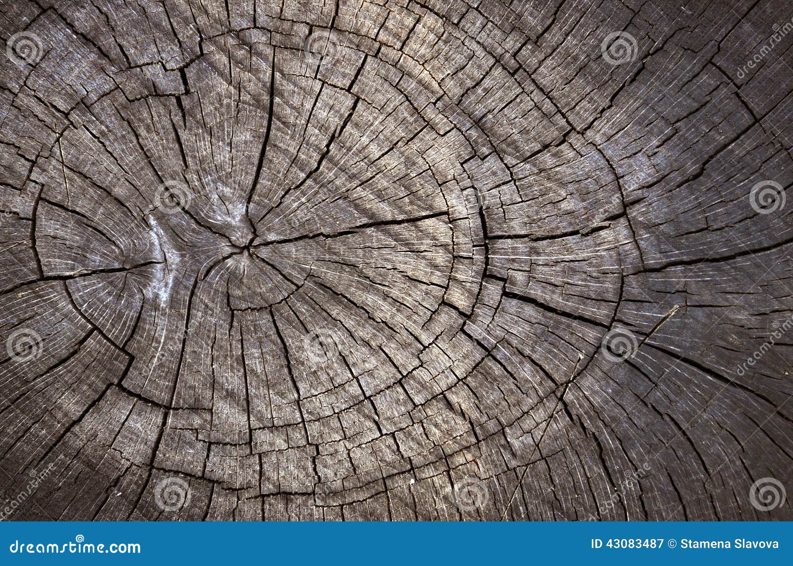 Wood cut texture stock image. Image of pattern, industry - 43083487