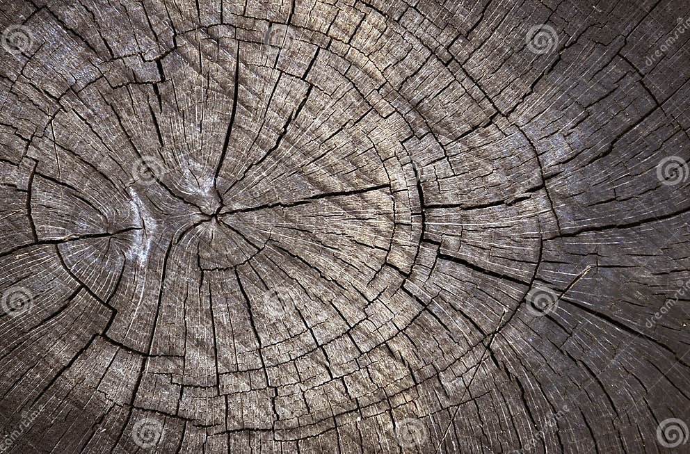 Wood cut texture stock image. Image of pattern, industry - 43083487