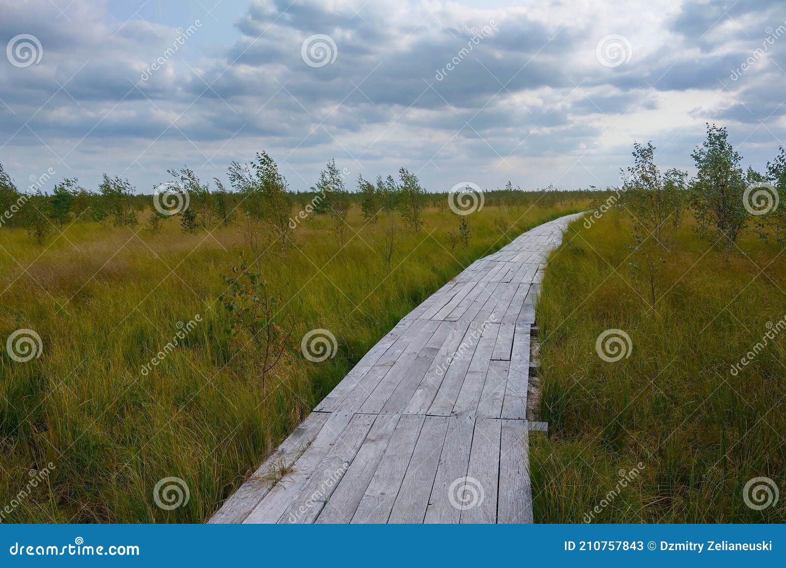 Wooden Deck for Walking in the Swamp Stock Image - Image of wetland ...