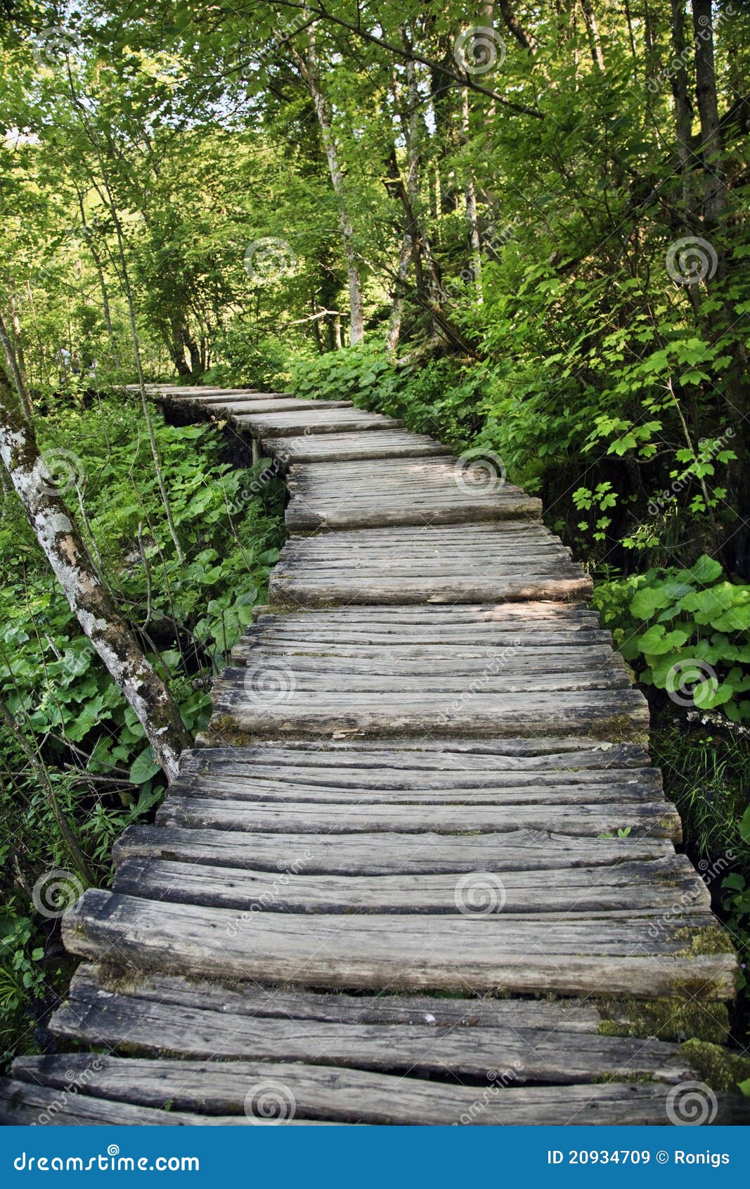 Wooden Decked Path in Forest Stock Image - Image of nature, forest ...