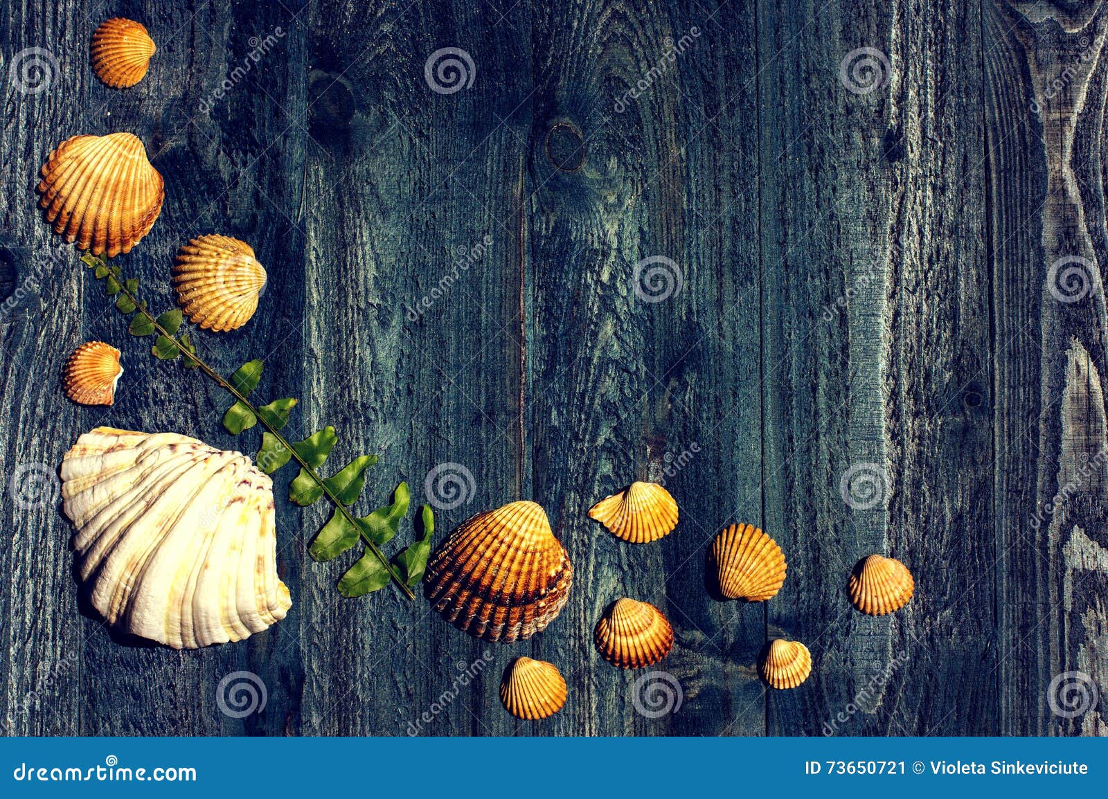 Wooden Desk With Sea Shells Stock Image | CartoonDealer.com #73650721