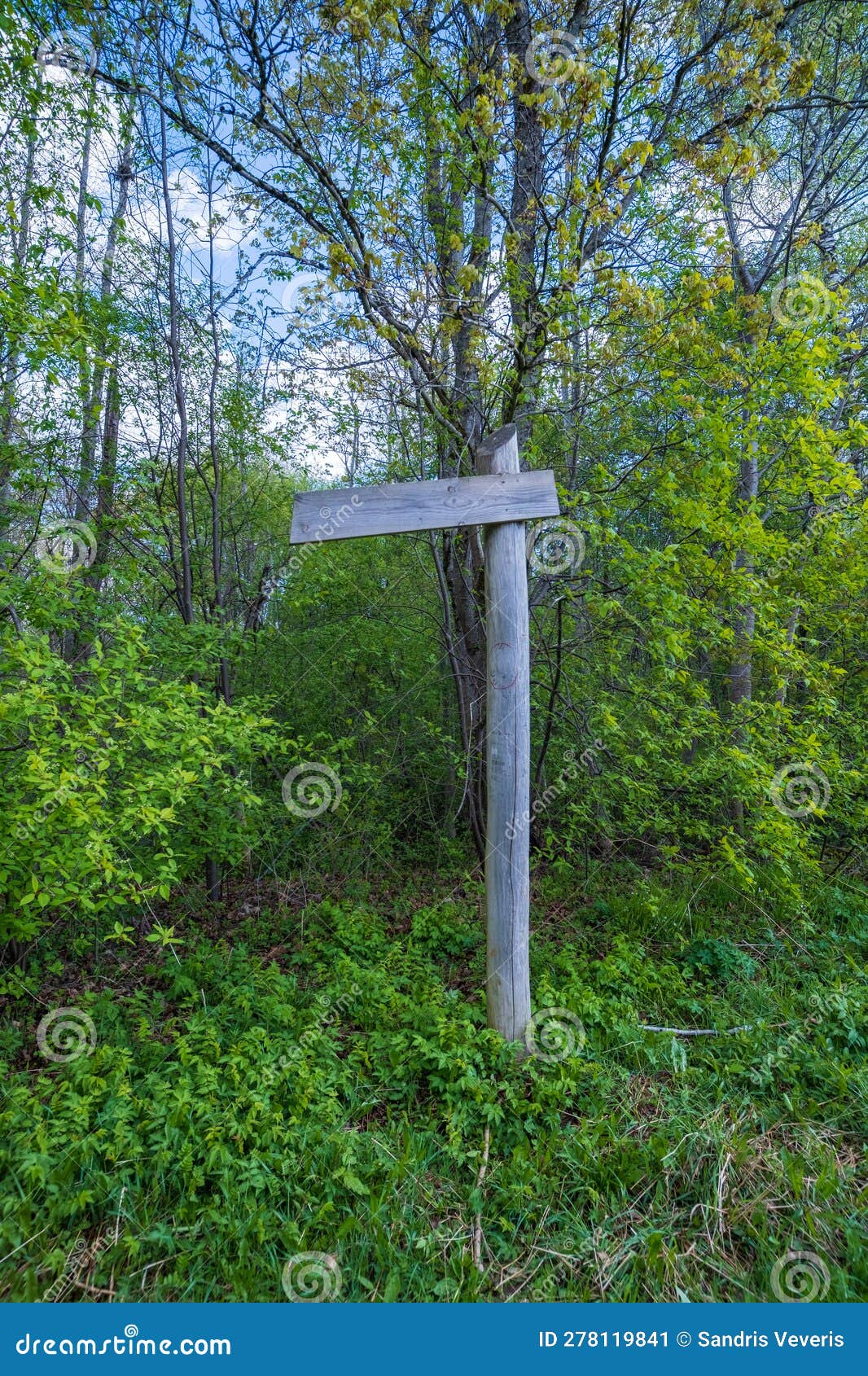 Wooden Direction Sign in the Forest with Moss for Right Direction ...