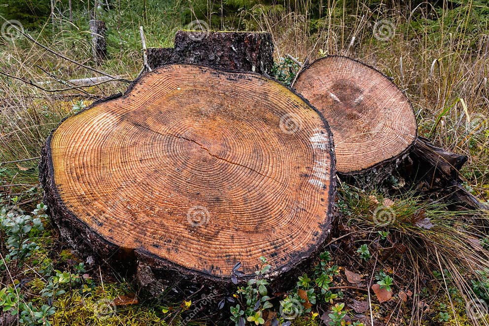 Wooden Discs of a Cut Pine Tree in Nature Stock Photo - Image of ...
