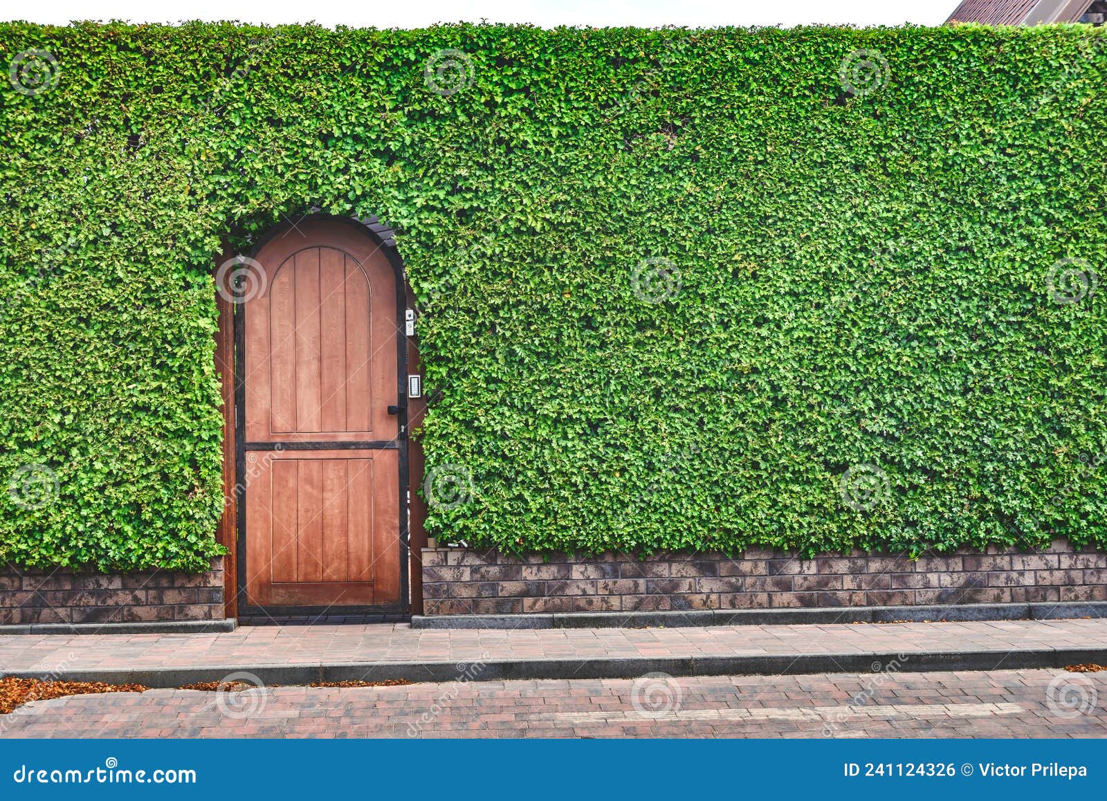 Wooden Door, Illuminated by the Sun, in the High Hedges. Texture ...