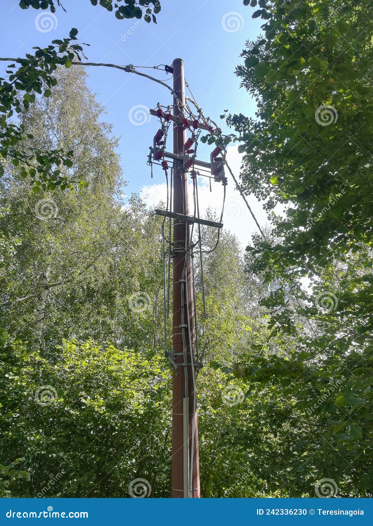 Wooden electrical pole stock photo. Image of plant, utility - 242336230