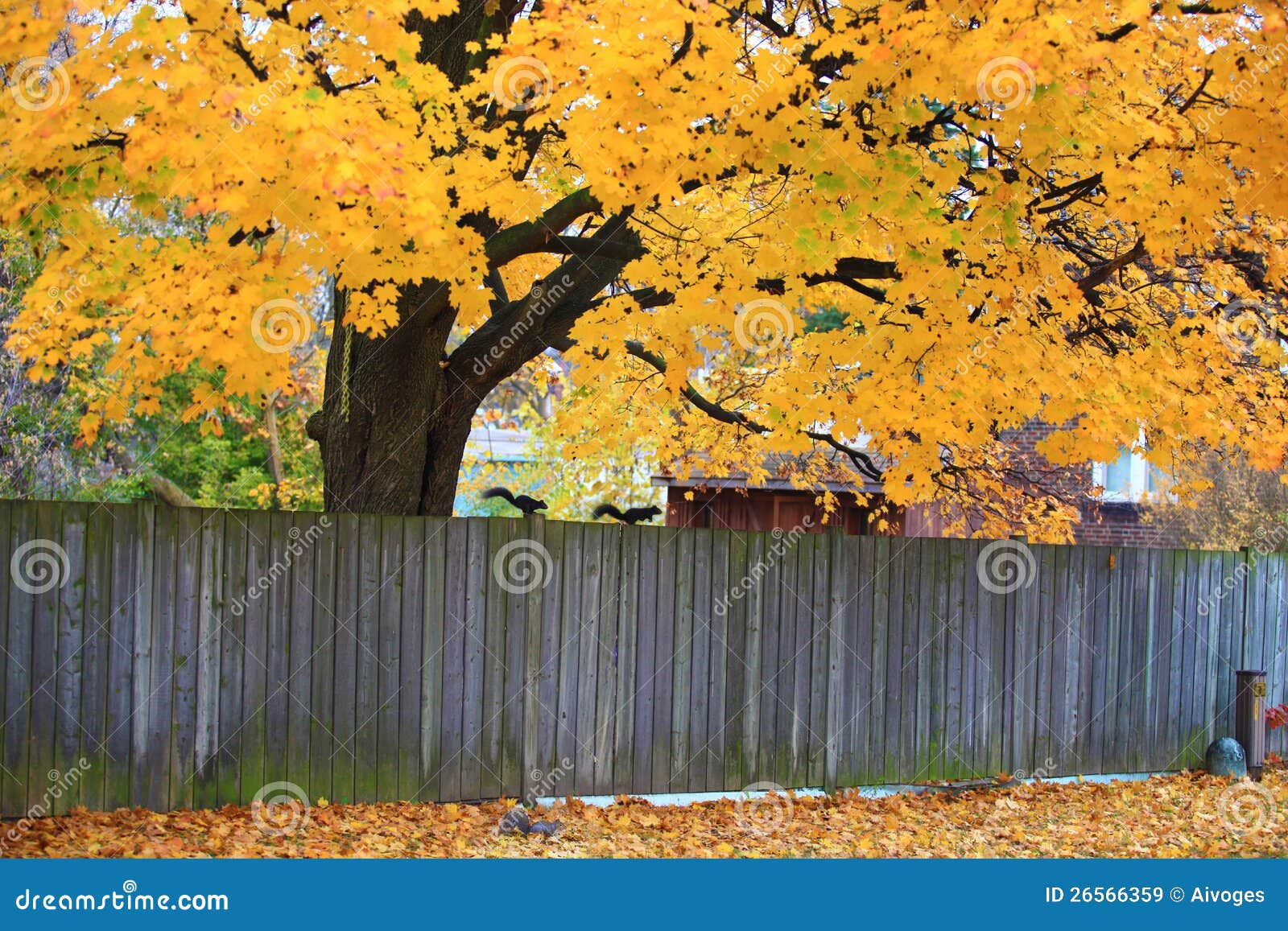 Wooden Fence with Fall Colored Leaves in the Backg Stock Image - Image ...