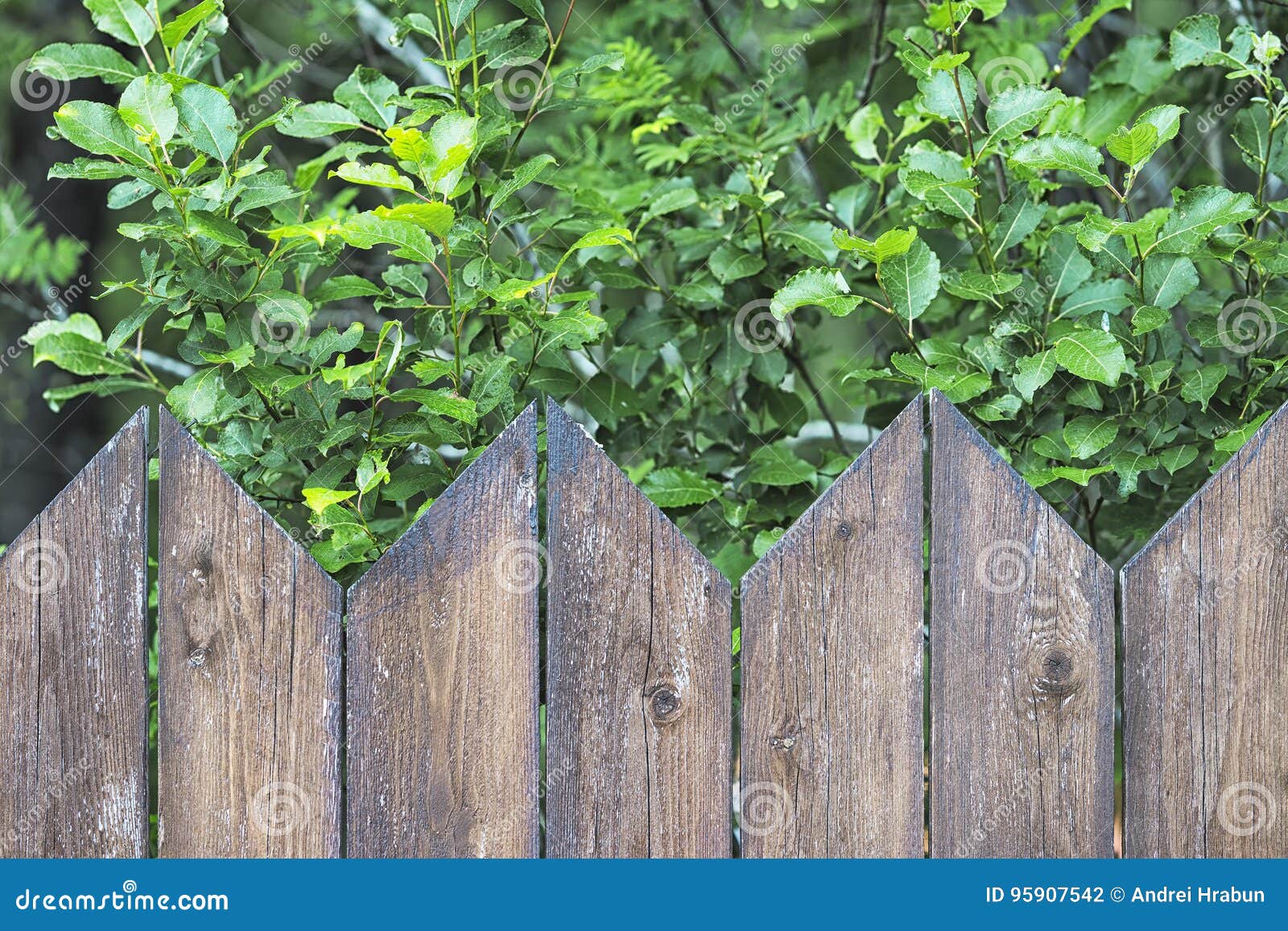 Wooden Fence with Green Trees at the Background Stock Photo - Image of ...