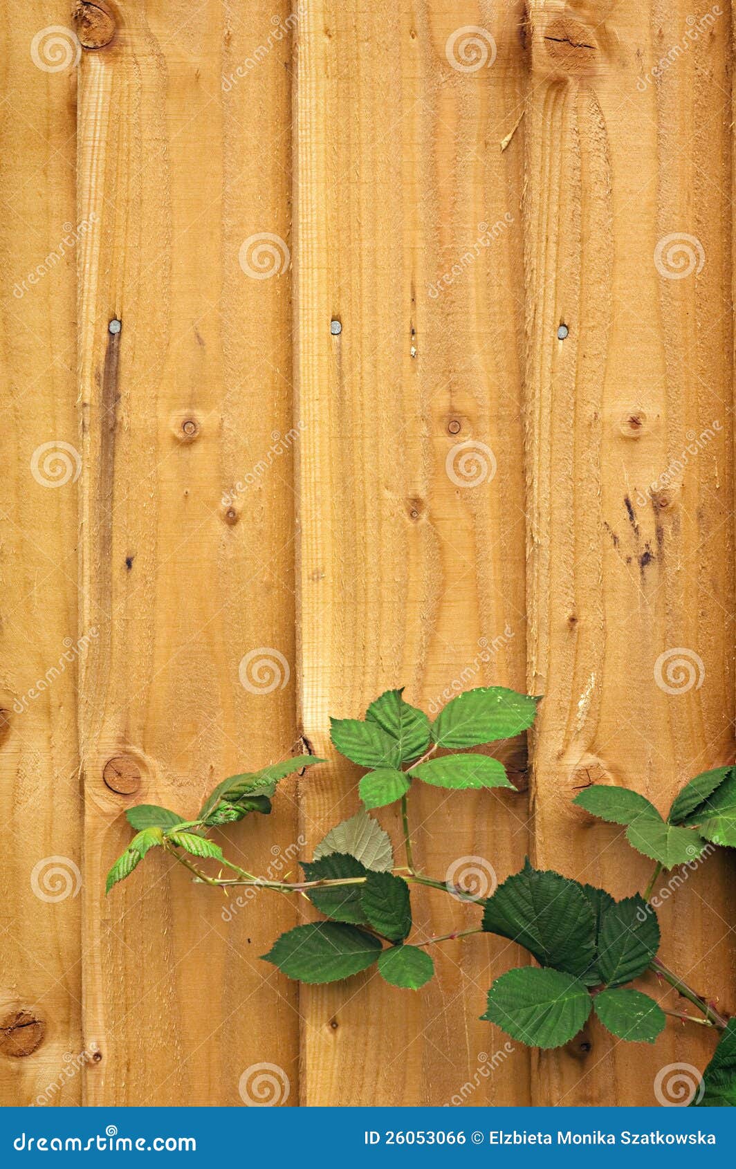 Wooden fence with leaves stock photo. Image of background - 26053066