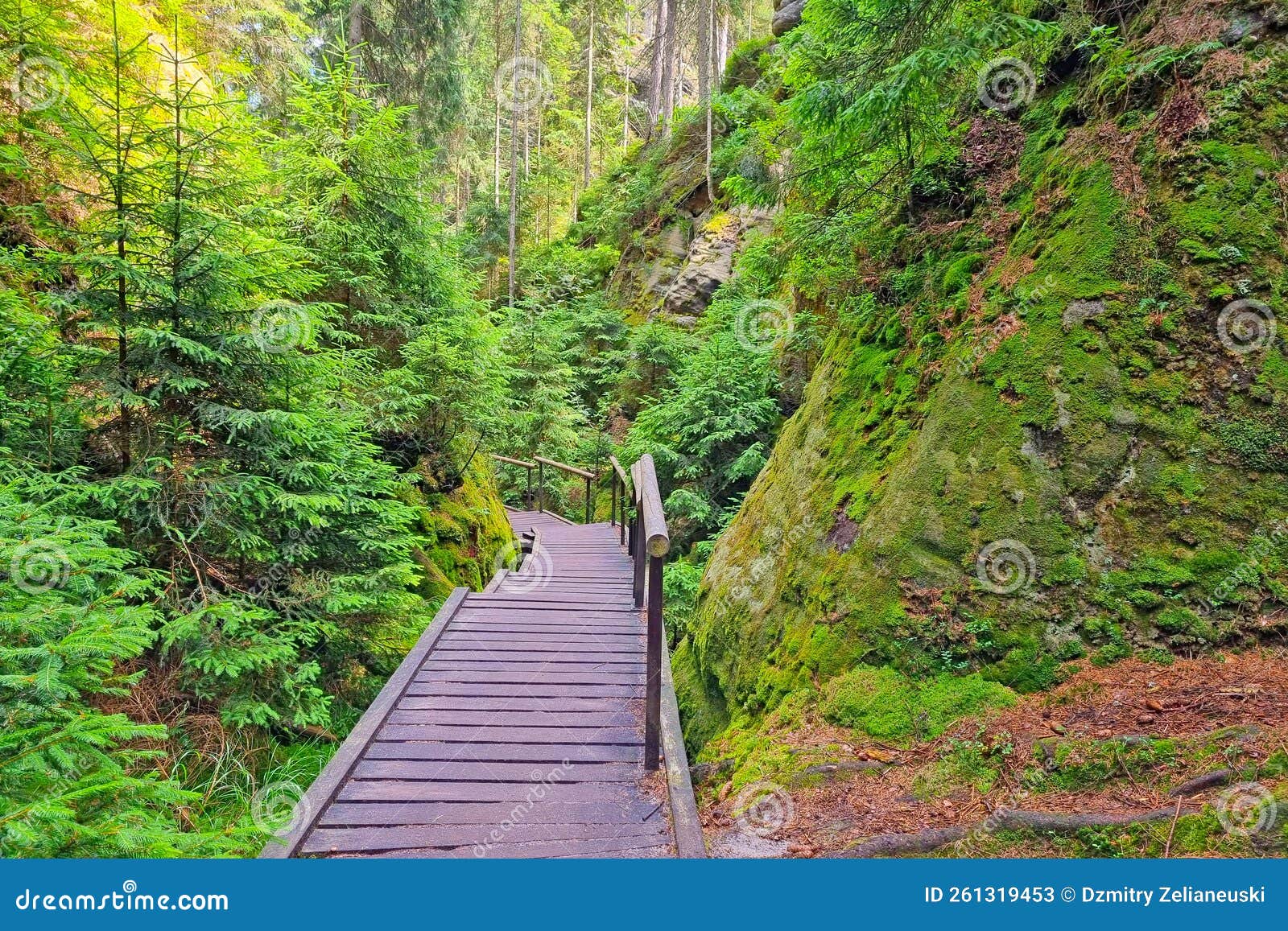 Wooden Flooring in the Forest for Hiking. Stock Image - Image of tree ...