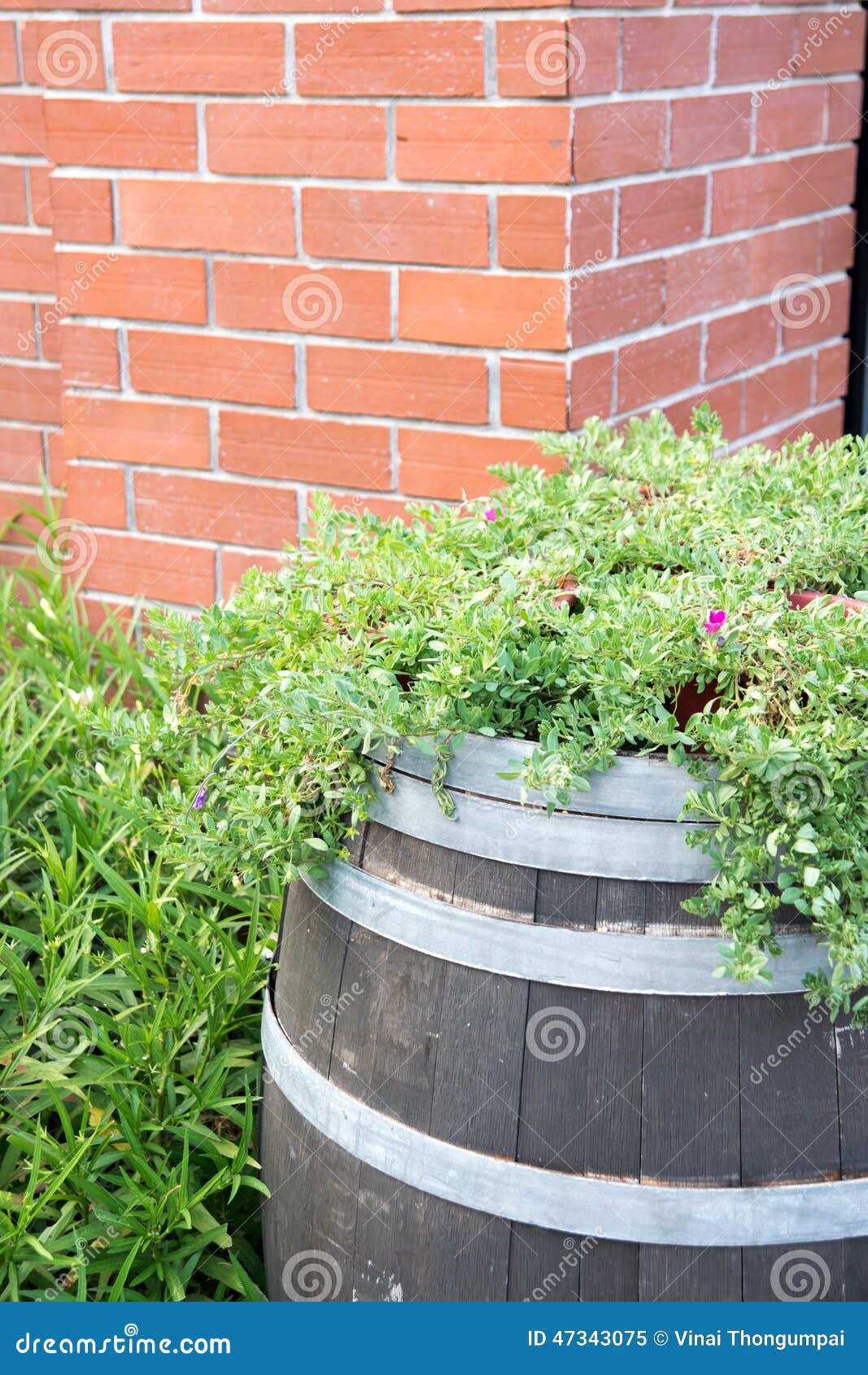 Flower In The Barrel Of The Gun Stock Photography | CartoonDealer.com ...