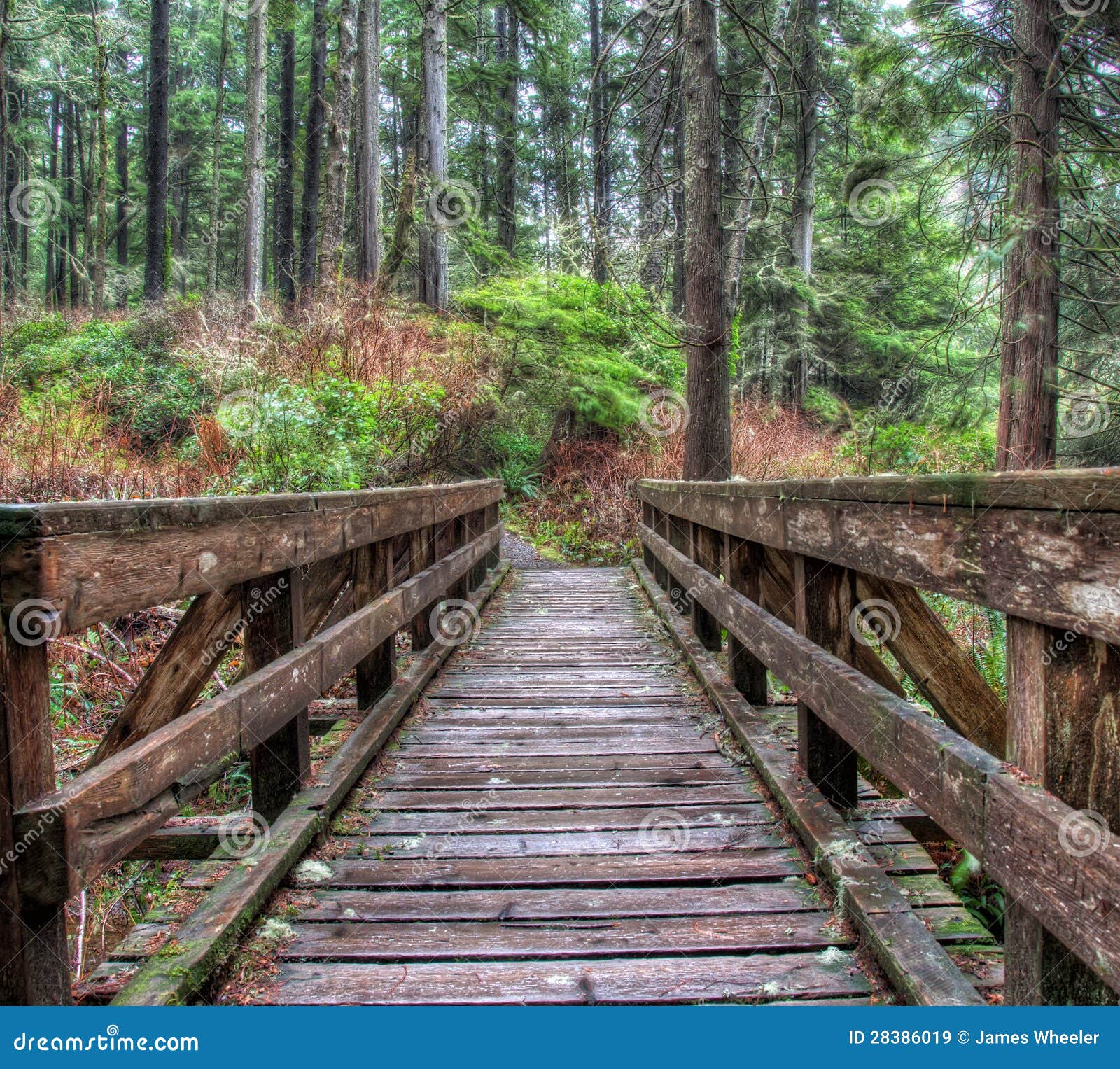 Wooden Foot Bridge Along Trail in Forest Stock Image - Image of hike ...