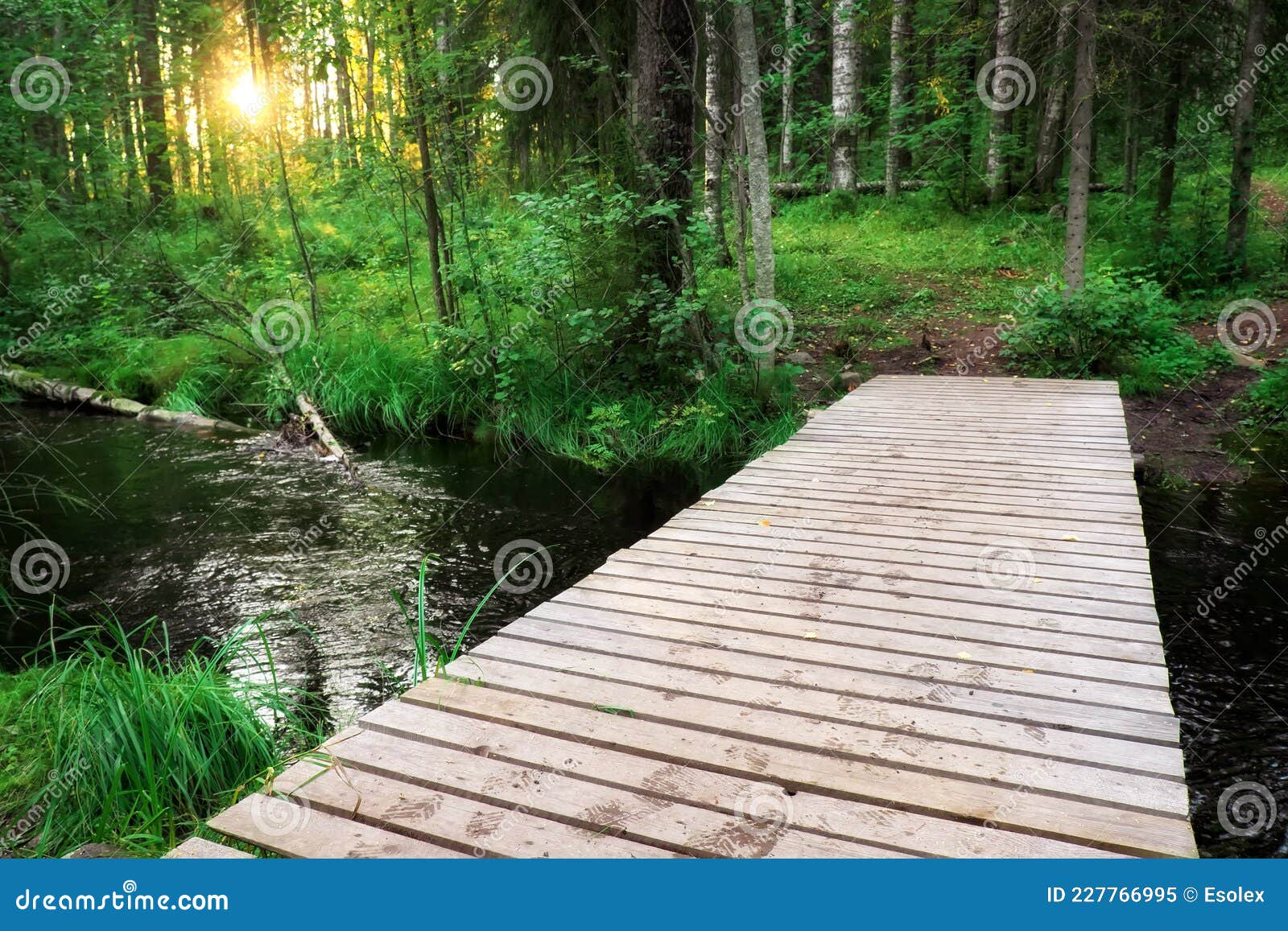 Wooden Footbridge Across Stream in the Forest at Sunset Stock Image ...