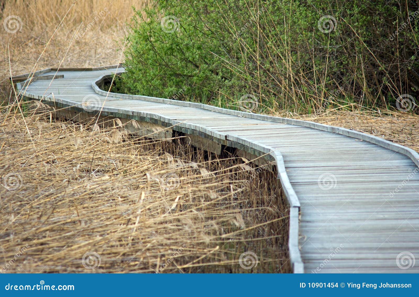 Wooden footpath stock photo. Image of swamp, path, perspective - 10901454