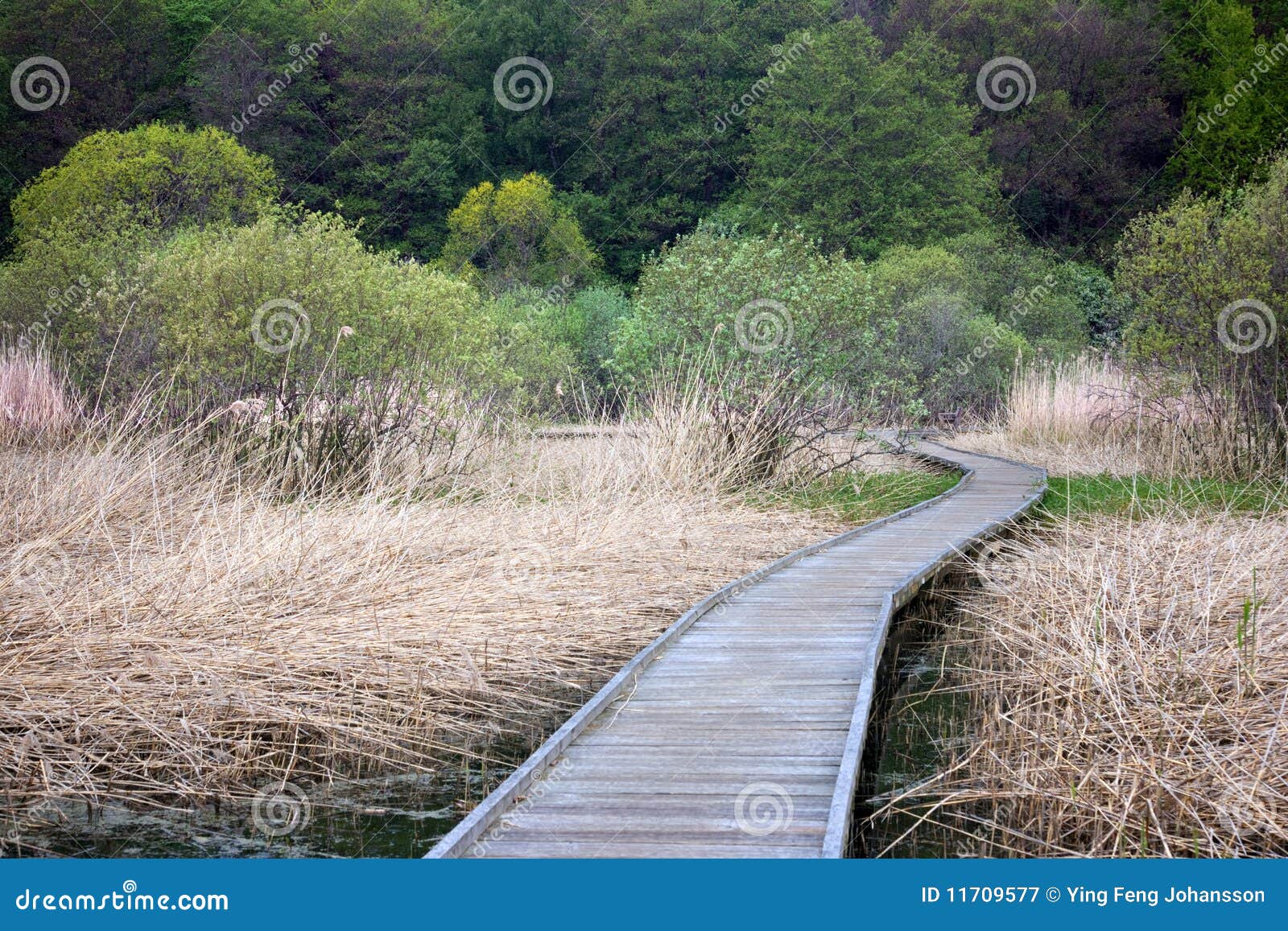 Wooden footpath stock image. Image of scenery, reed, fall - 11709577