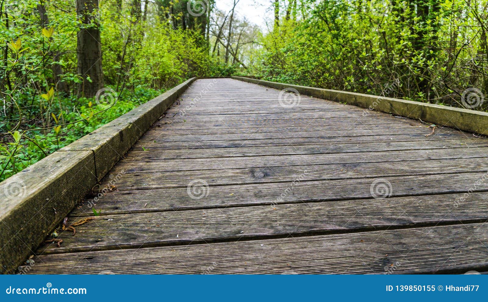 Wooden Footpath in Swampy Forest Stock Image - Image of thicket, leaves ...