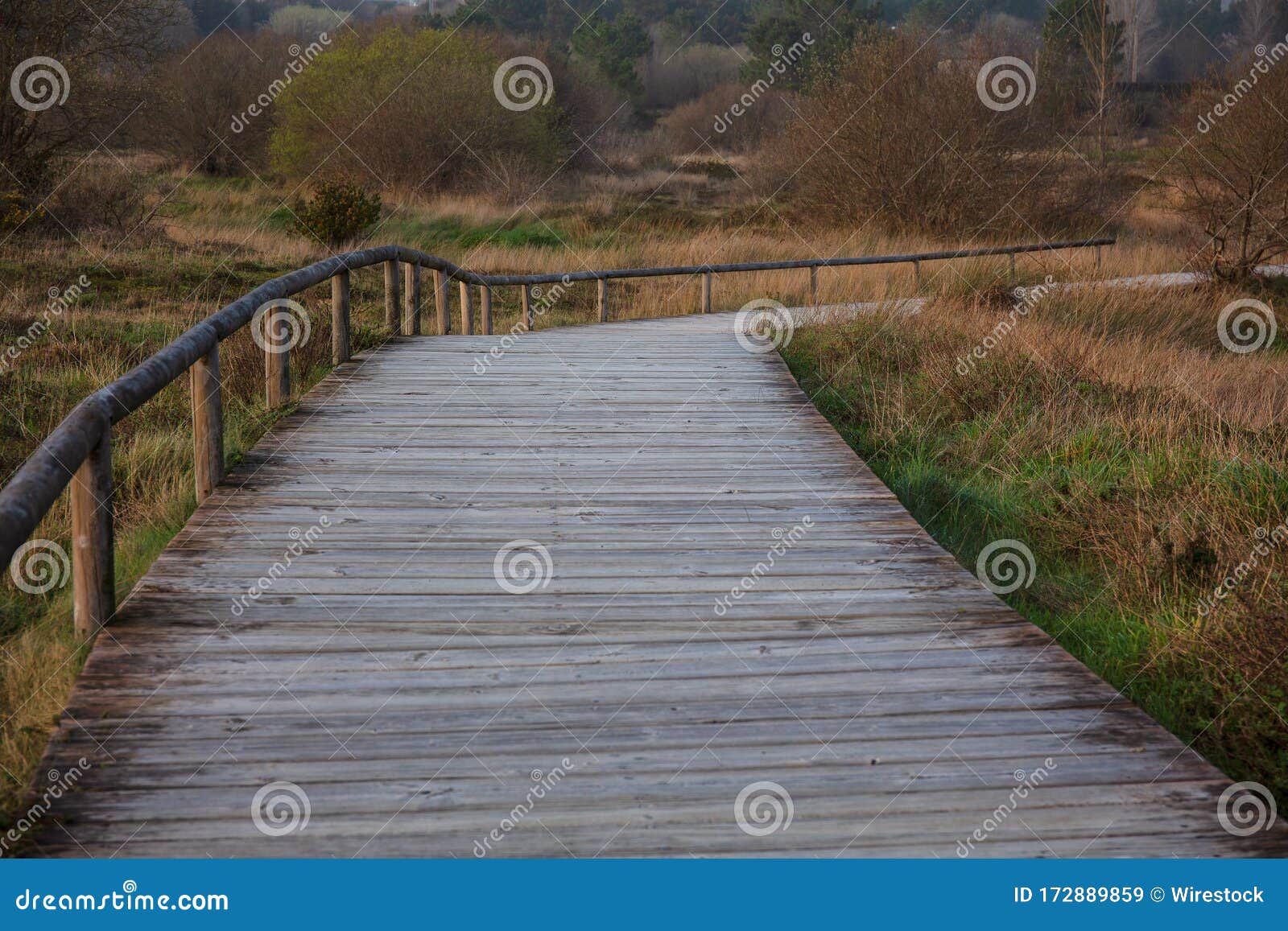 Wooden Footpath in a Field Covered in Greenery during the Autumn Stock ...
