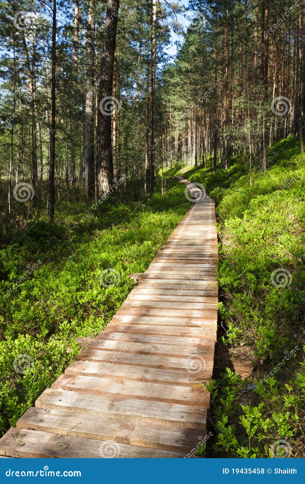 Wooden footpath in forest stock photo. Image of blueberries - 19435458