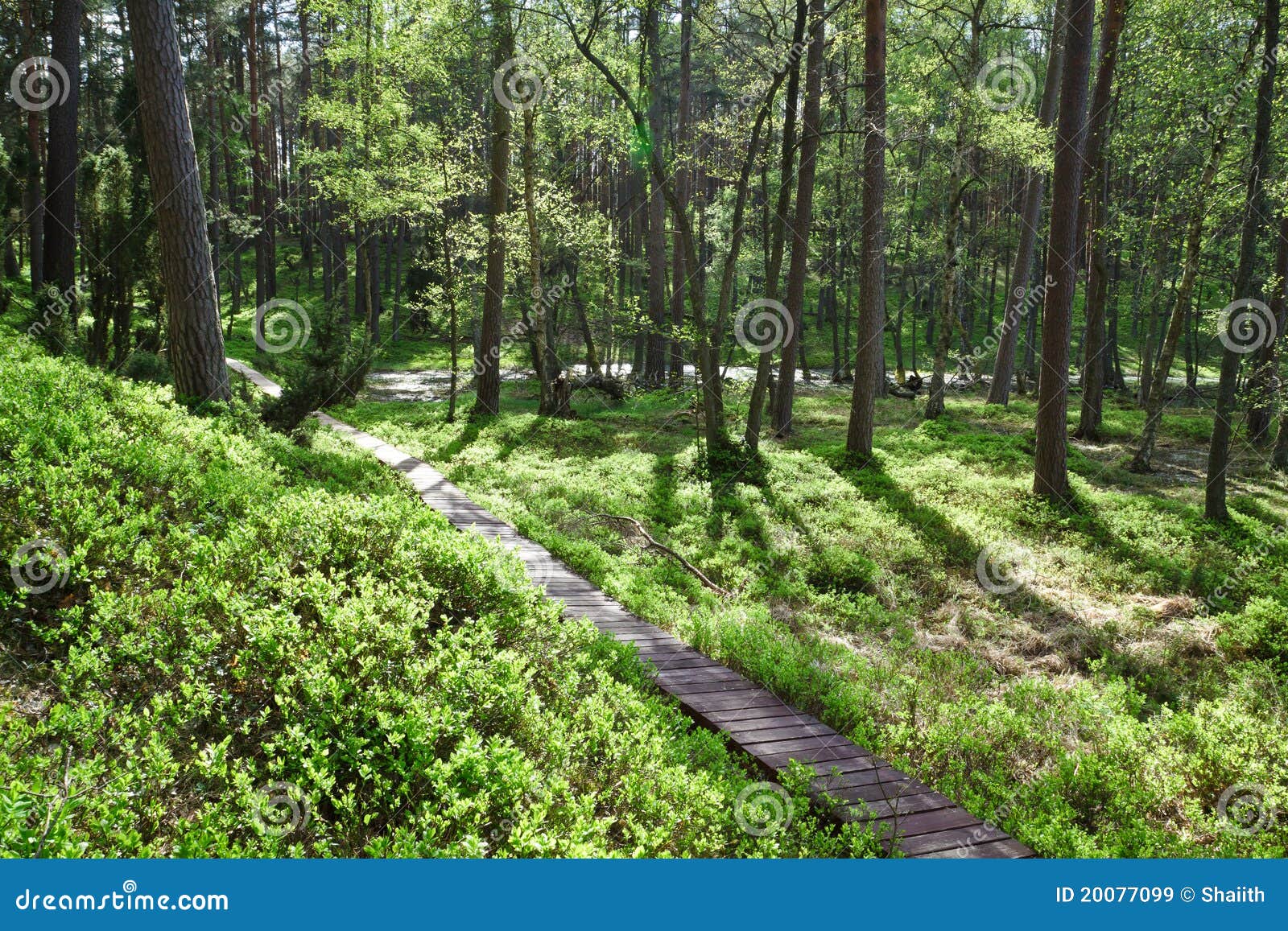 Wooden footpath in forest stock image. Image of plant - 20077099