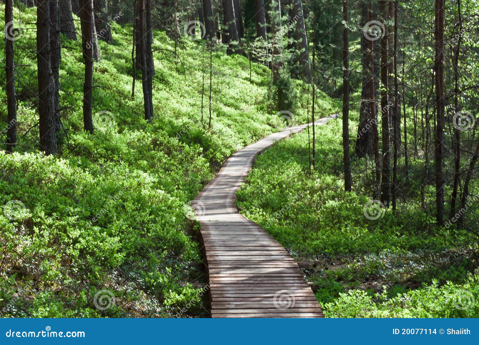 Wooden footpath in forest stock photo. Image of green - 20077114