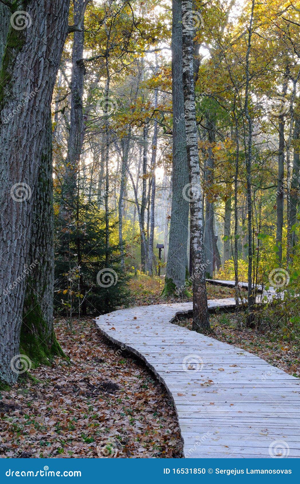 Wooden Footpath at Oak Forest Stock Photo - Image of calmness, mood ...