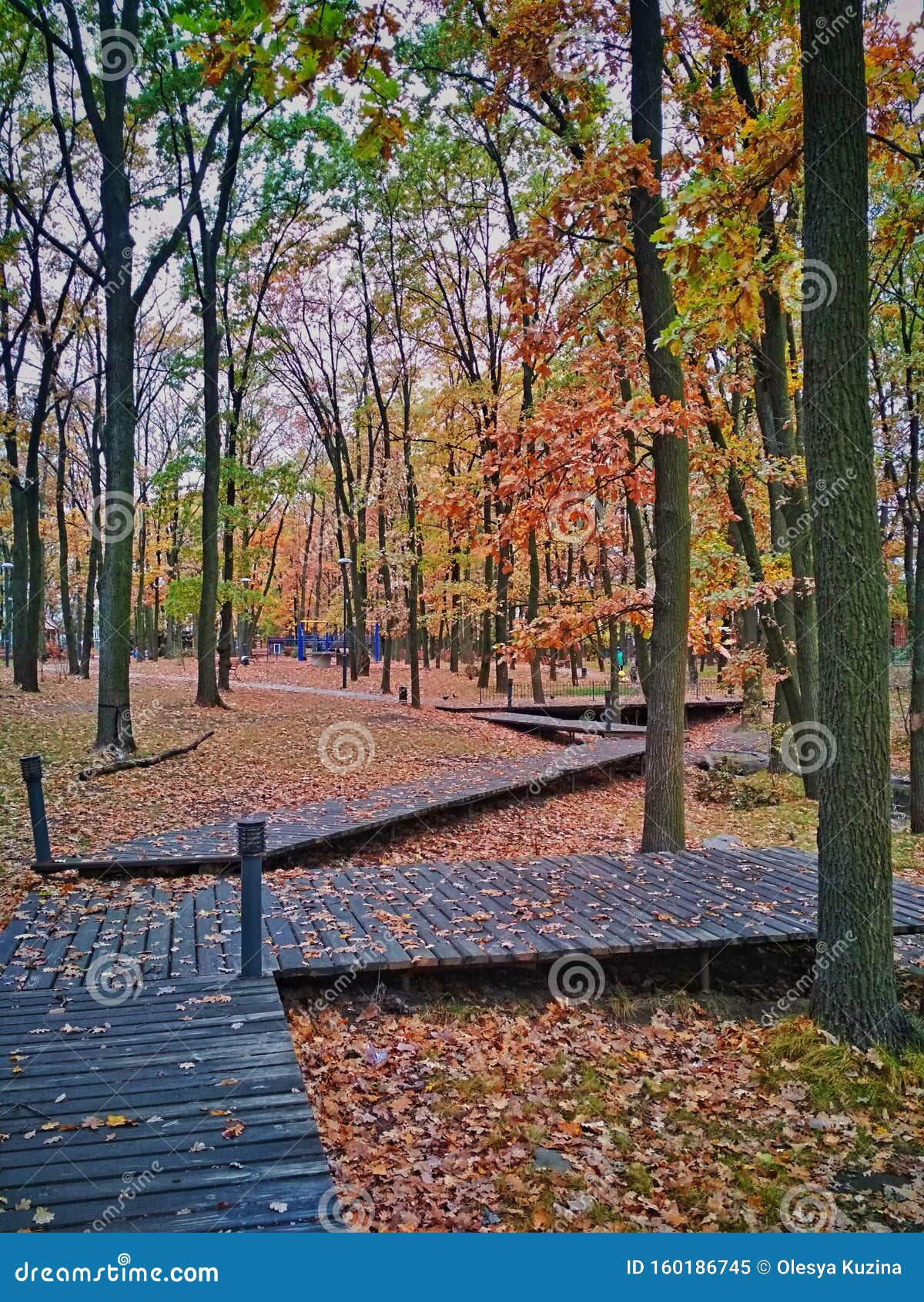 Wooden Footpaths in Colorful Autumn Deep Forest. Stock Image - Image of ...