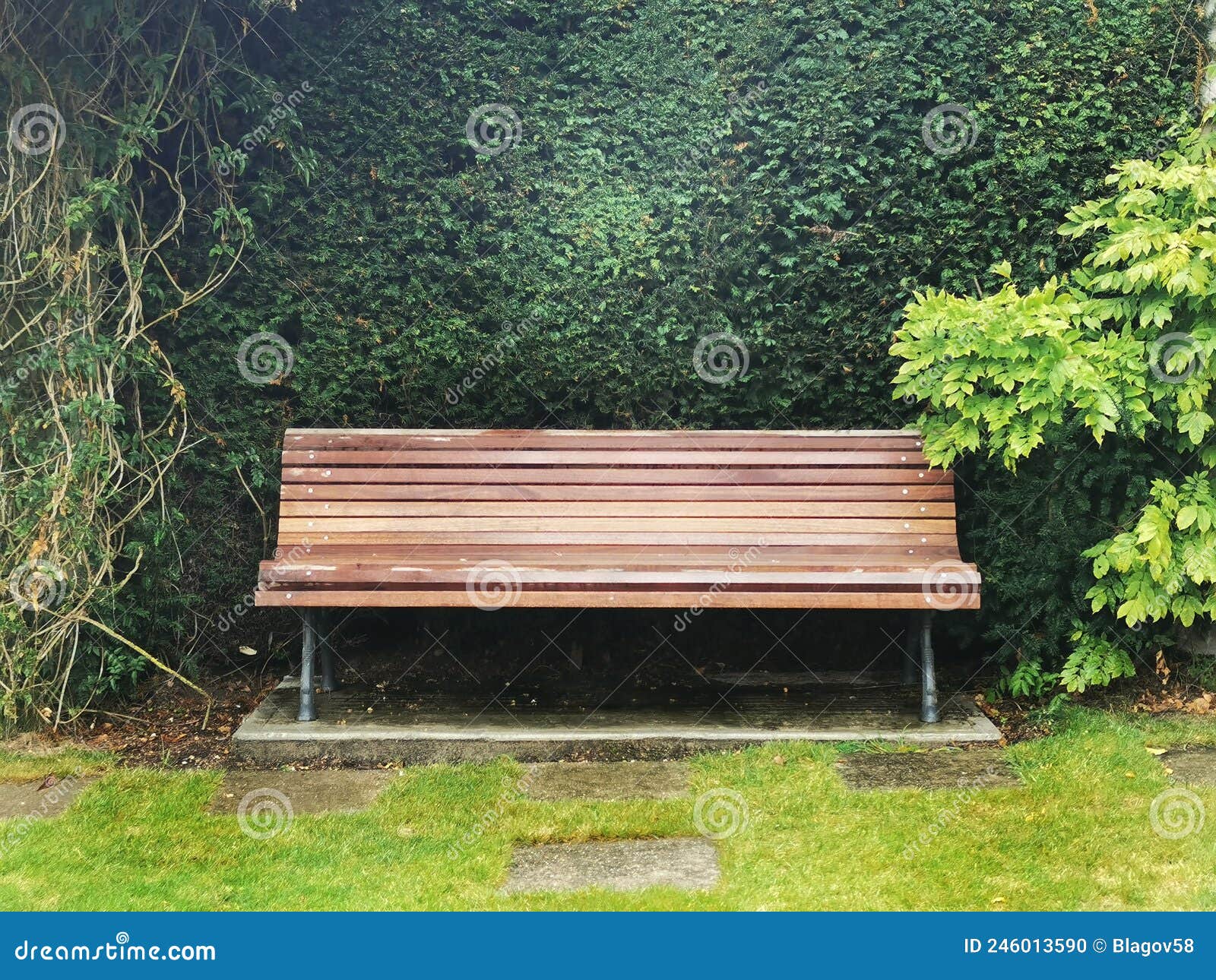 Wooden Garden Bench with Green Hedge on the Background Stock Photo ...