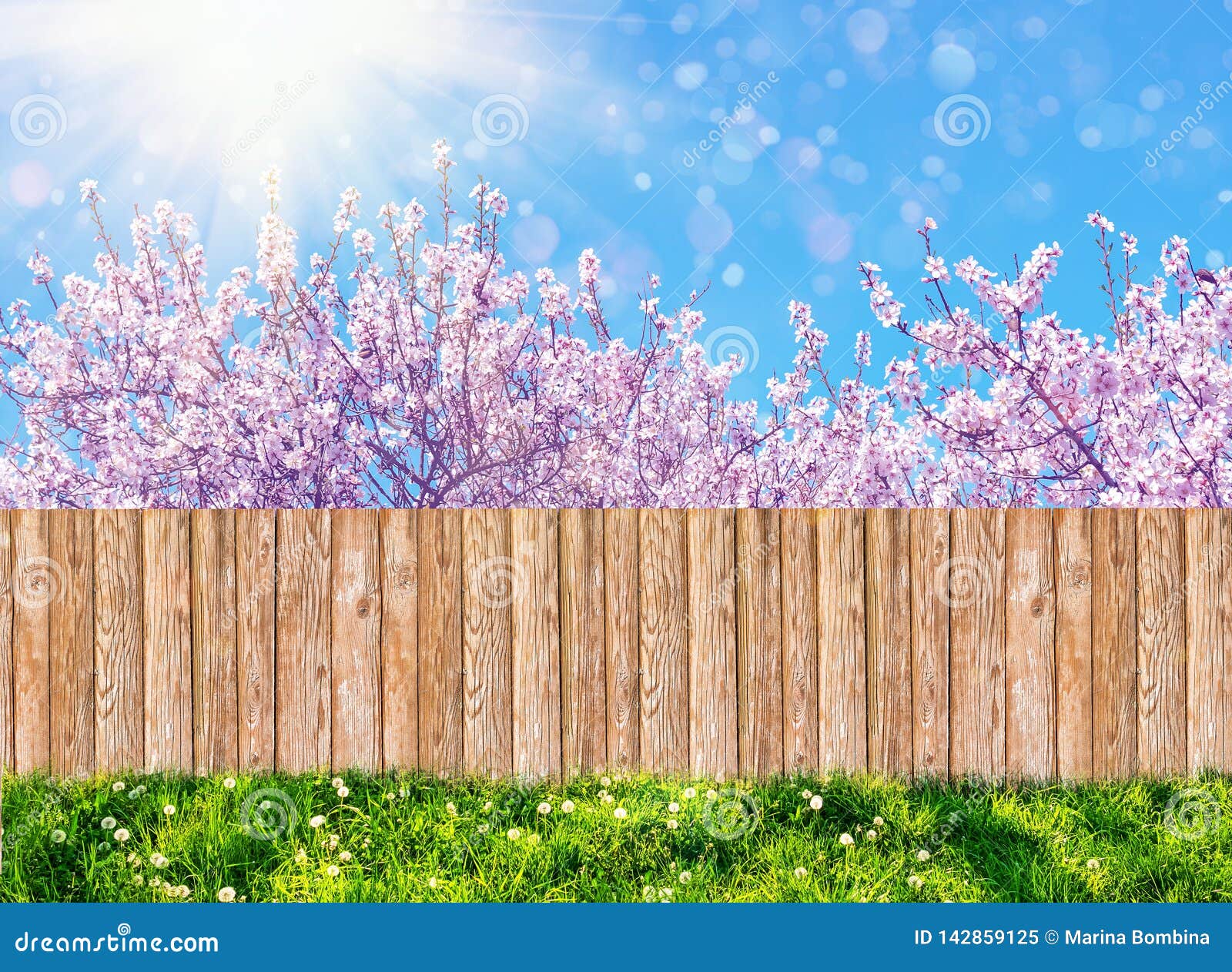 Wooden Garden Fence at Backyard and Blooming Tree in Spring Stock Image ...