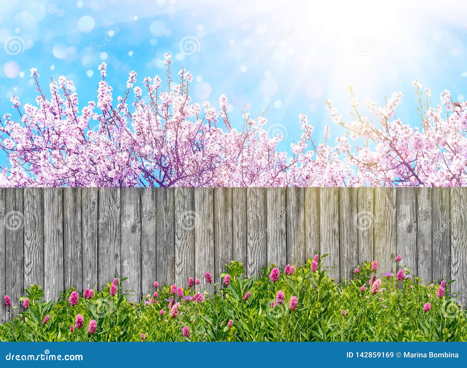 Wooden Garden Fence at Backyard and Blooming Tree in Spring Stock Image ...
