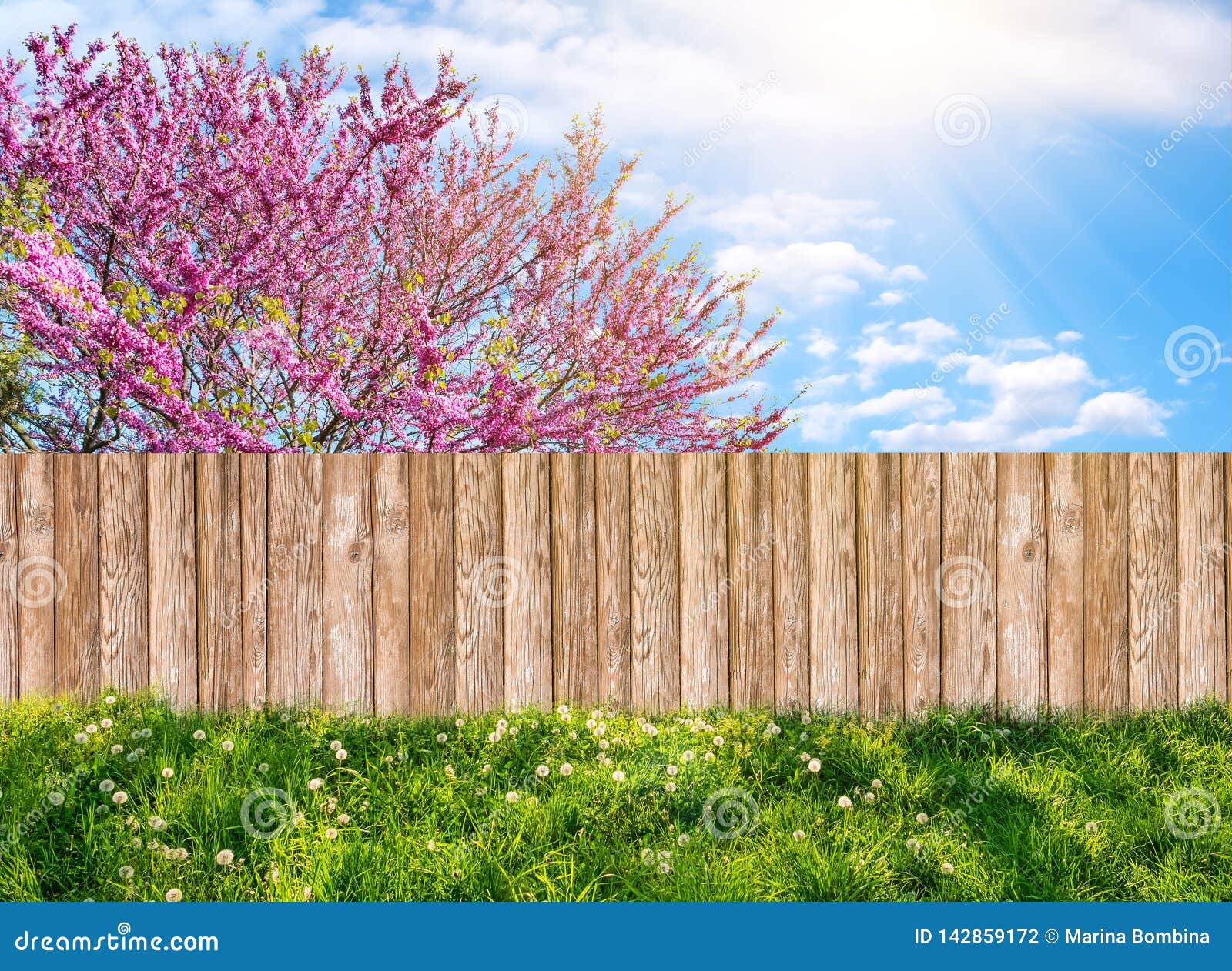Wooden Garden Fence at Backyard and Blooming Tree in Spring Stock Photo ...