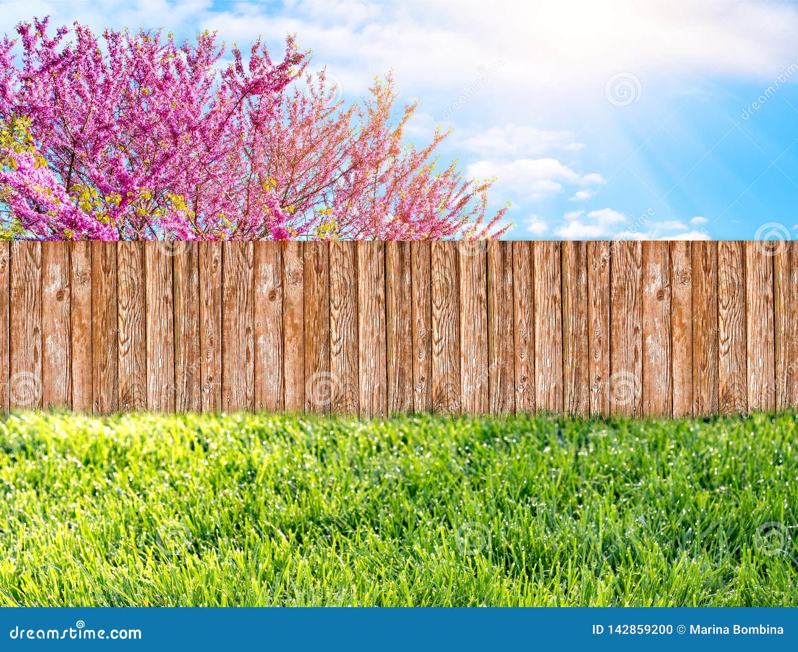 Wooden Garden Fence at Backyard and Blooming Tree in Spring Stock Photo ...
