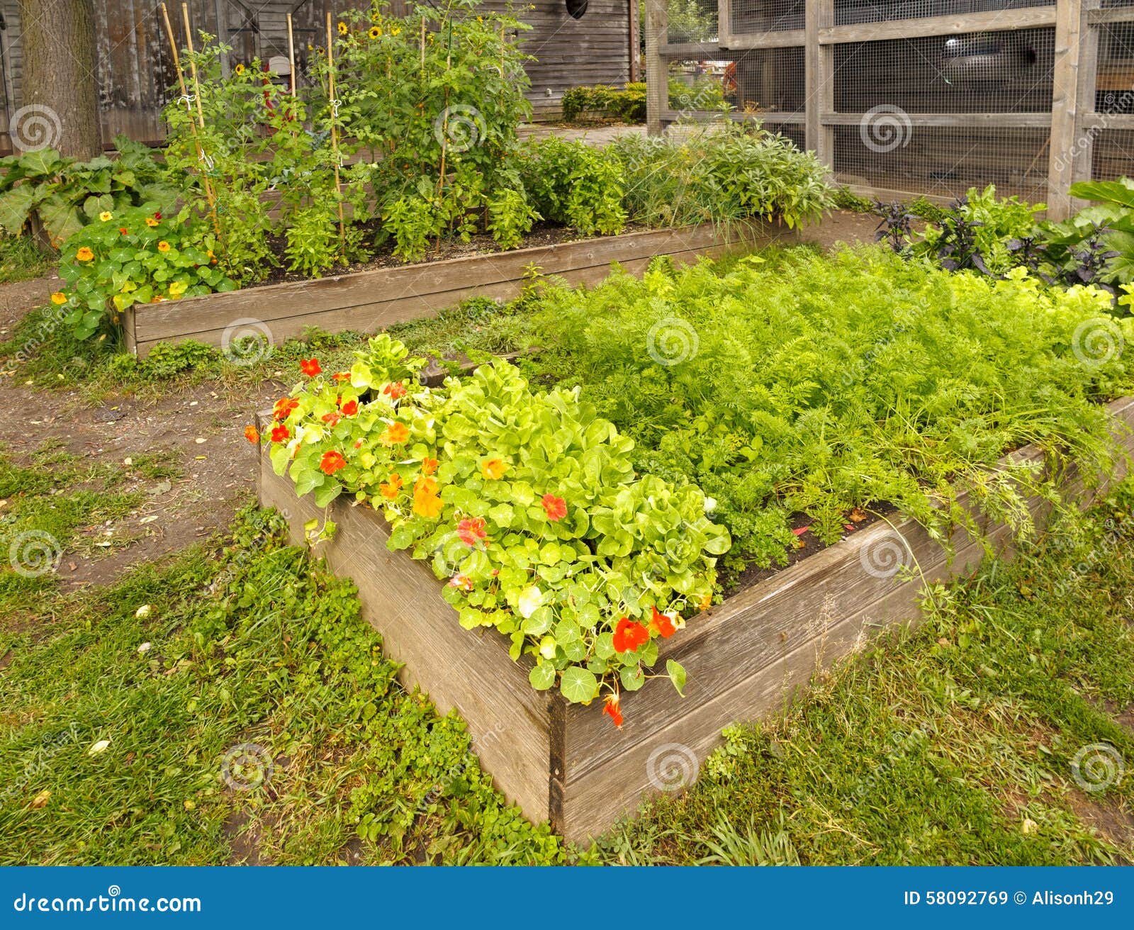 Wooden garden frames stock image. Image of plant, gardening - 58092769