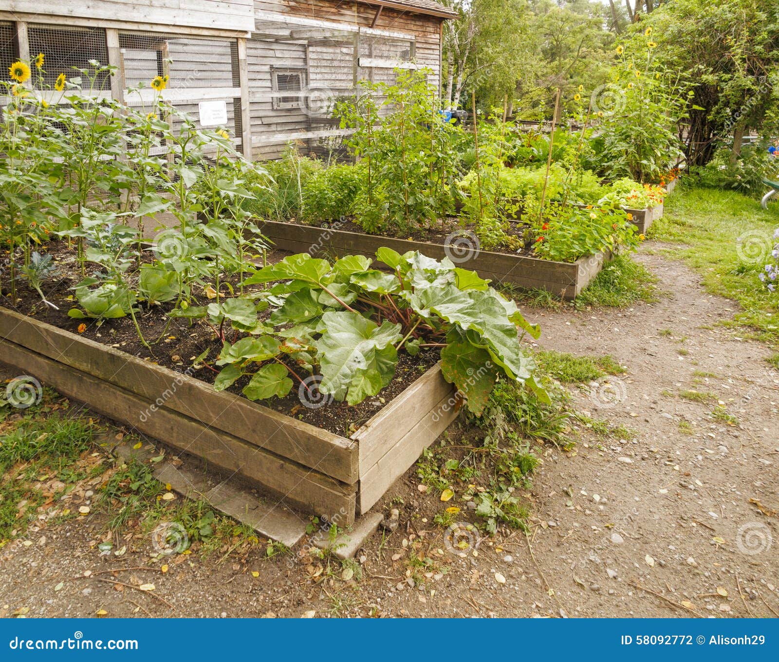 Wooden garden frames stock photo. Image of community - 58092772