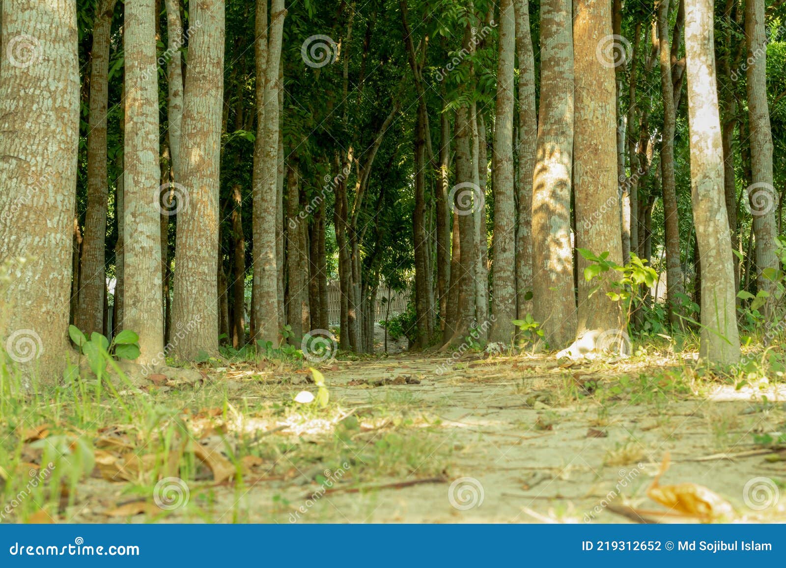 Wooden Garden Where Rows and Rows of Mahogany Trees Stock Photo - Image ...