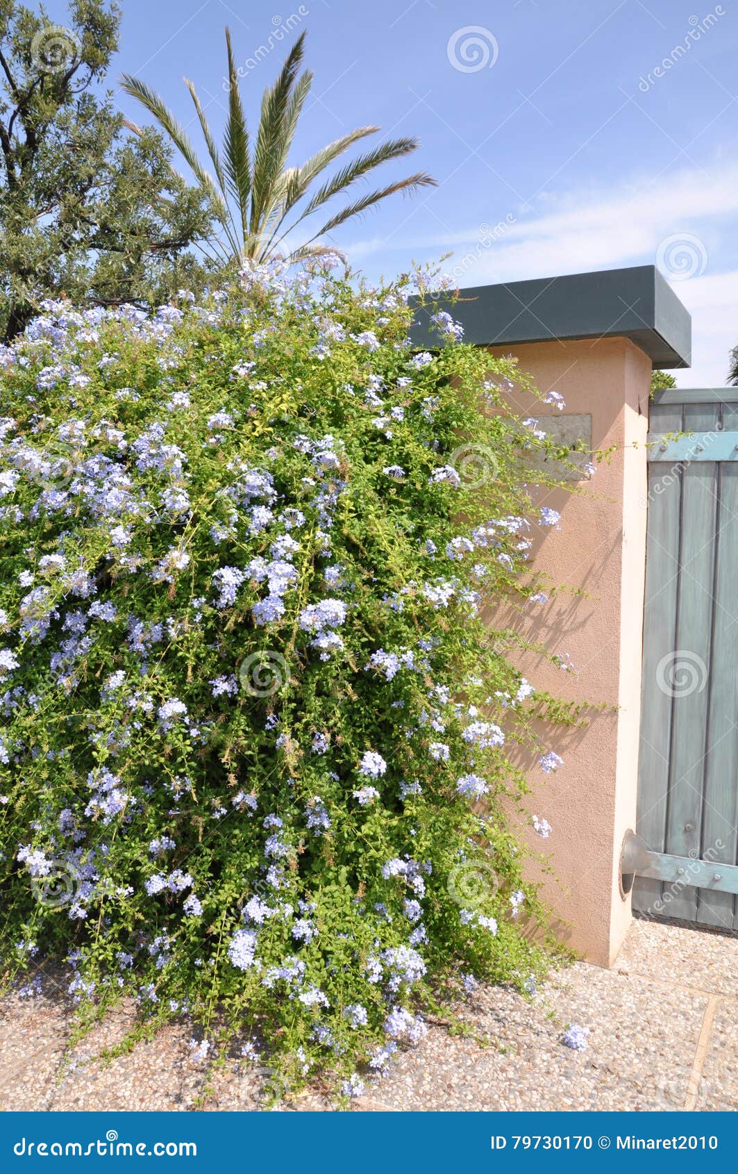 Wooden Gate with a Big Green Bush Stock Photo - Image of floral ...