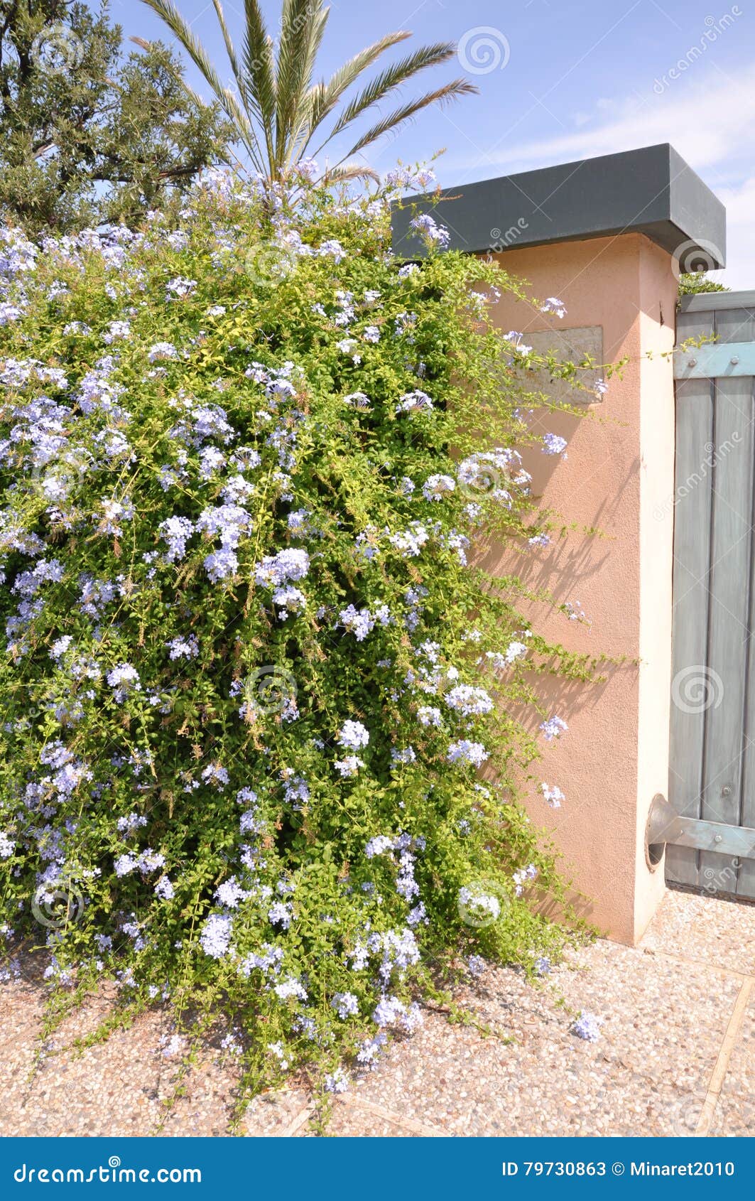 Wooden Gate with a Big Green Bush Stock Image - Image of entrance, park ...