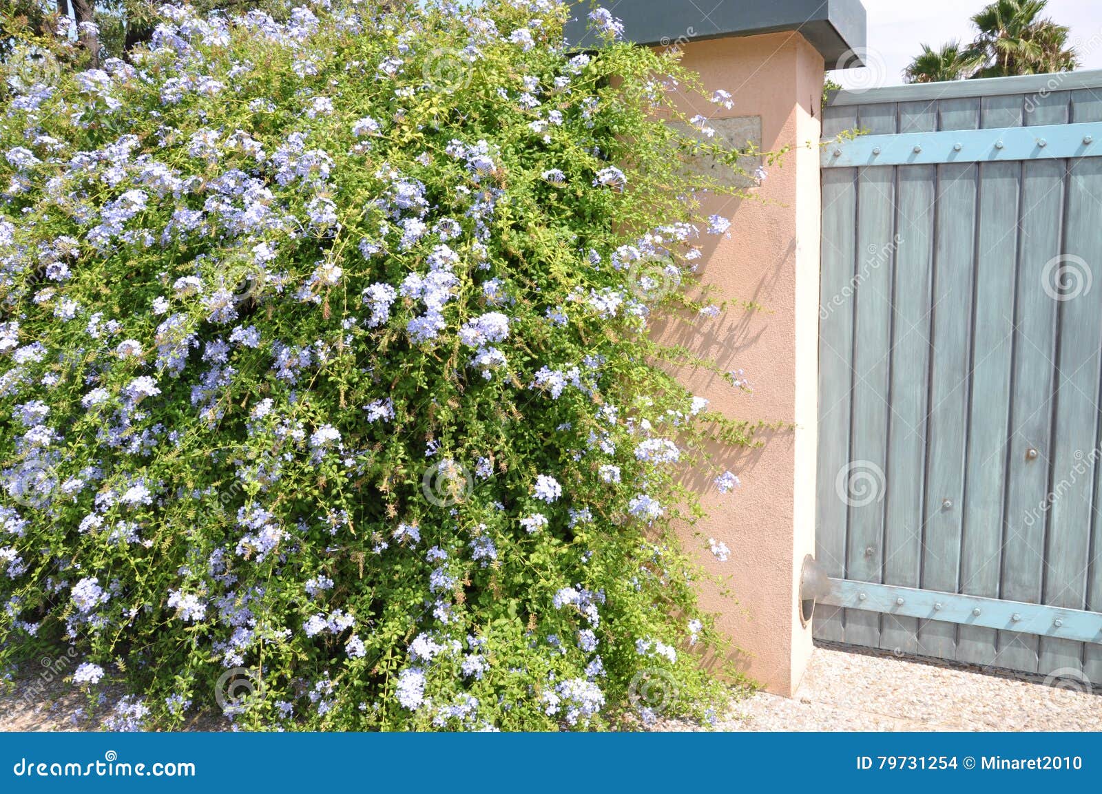 Wooden Gate with a Big Green Bush Stock Photo - Image of plant ...