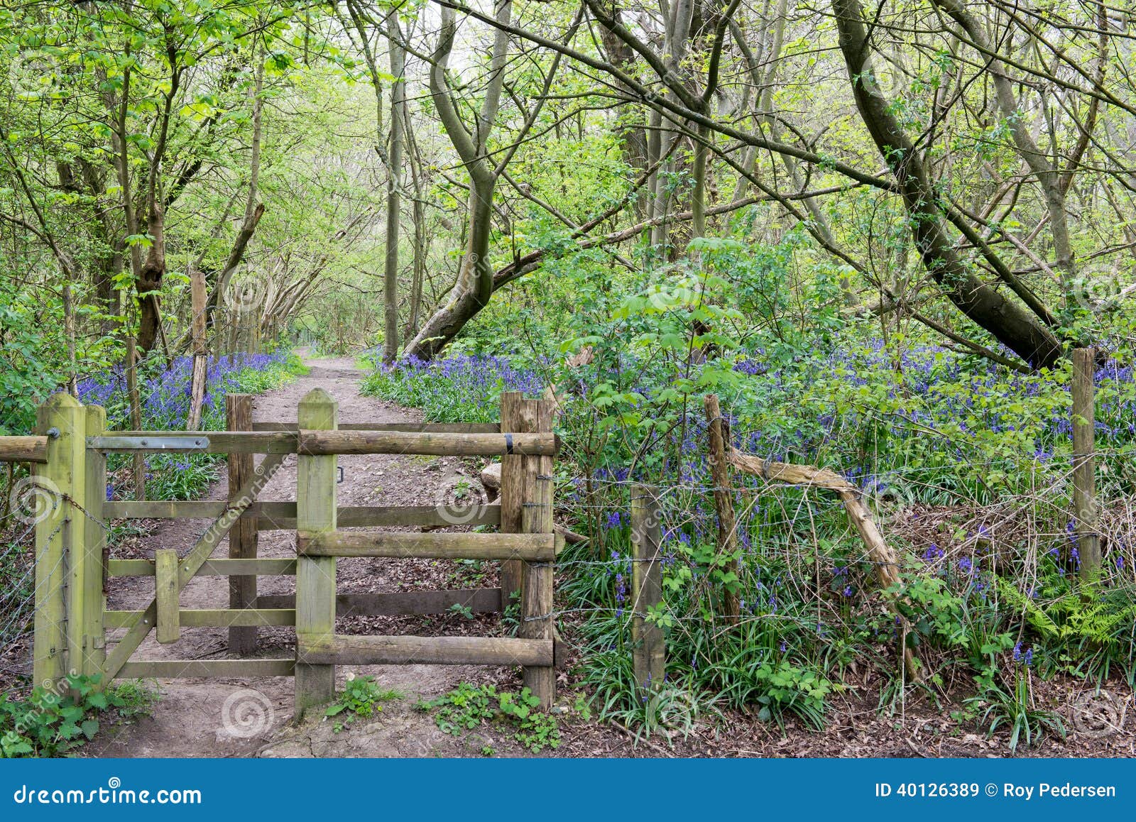 Wooden Gate stock image. Image of closed, colour, forest - 40126389