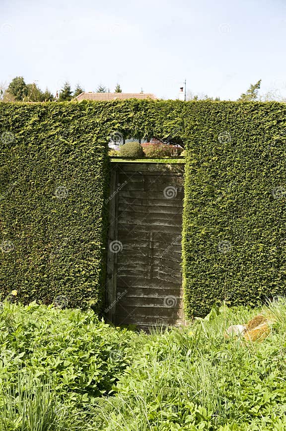 Wooden gate in hedge stock image. Image of gate, summer - 5095385
