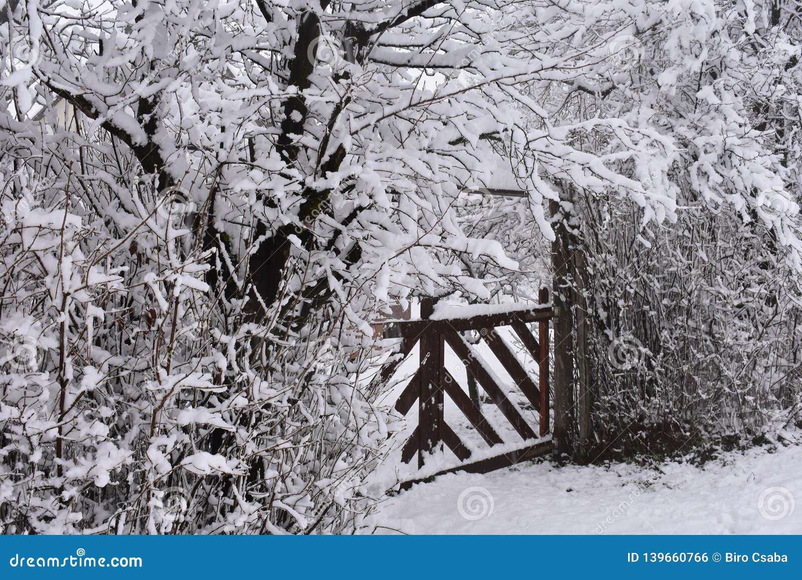 Wooden gate in the snow stock photo. Image of season - 139660766