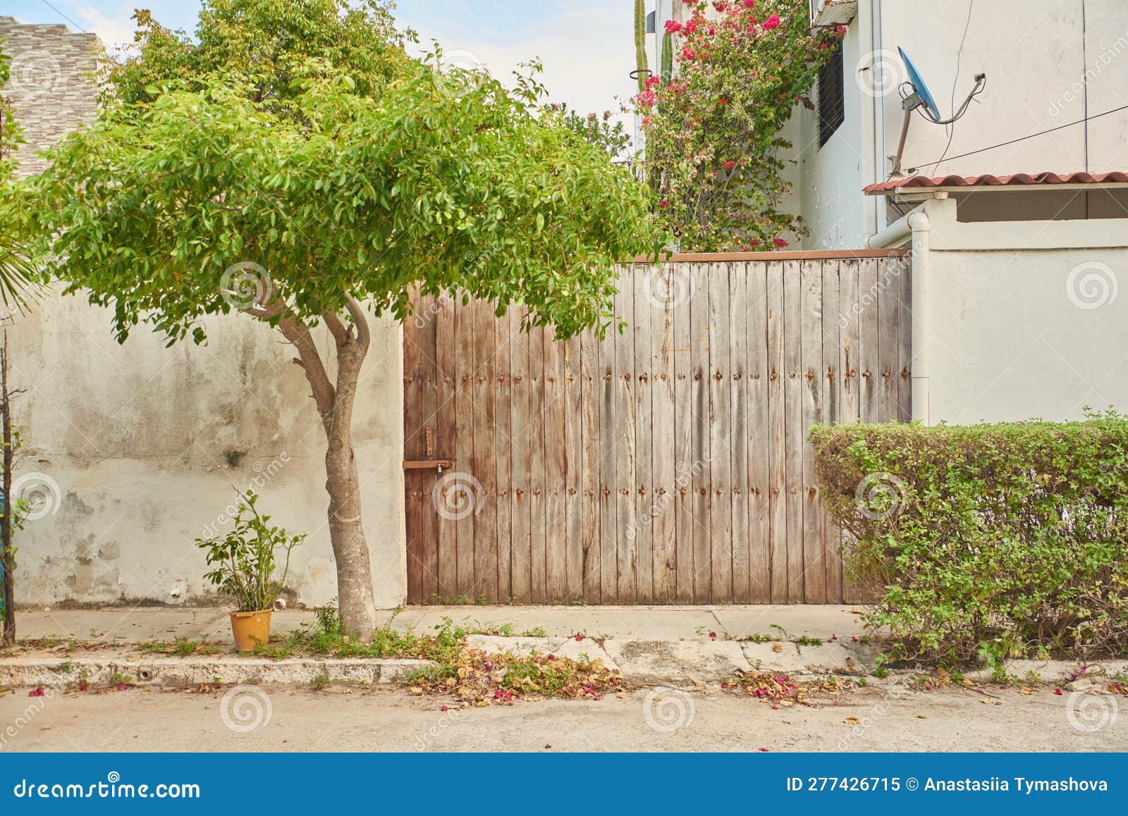 Wooden gate and tree stock image. Image of green, blooming - 277426715