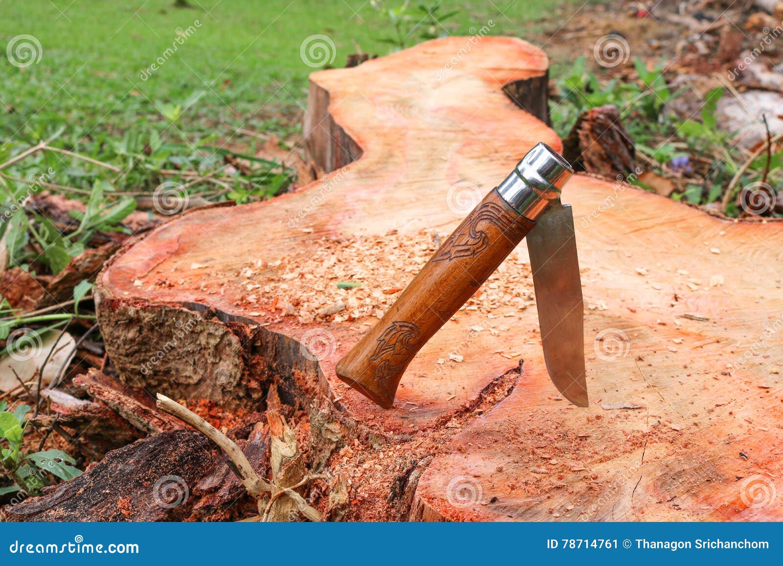 Stuck In The Tree Royalty-Free Stock Image | CartoonDealer.com #209242822