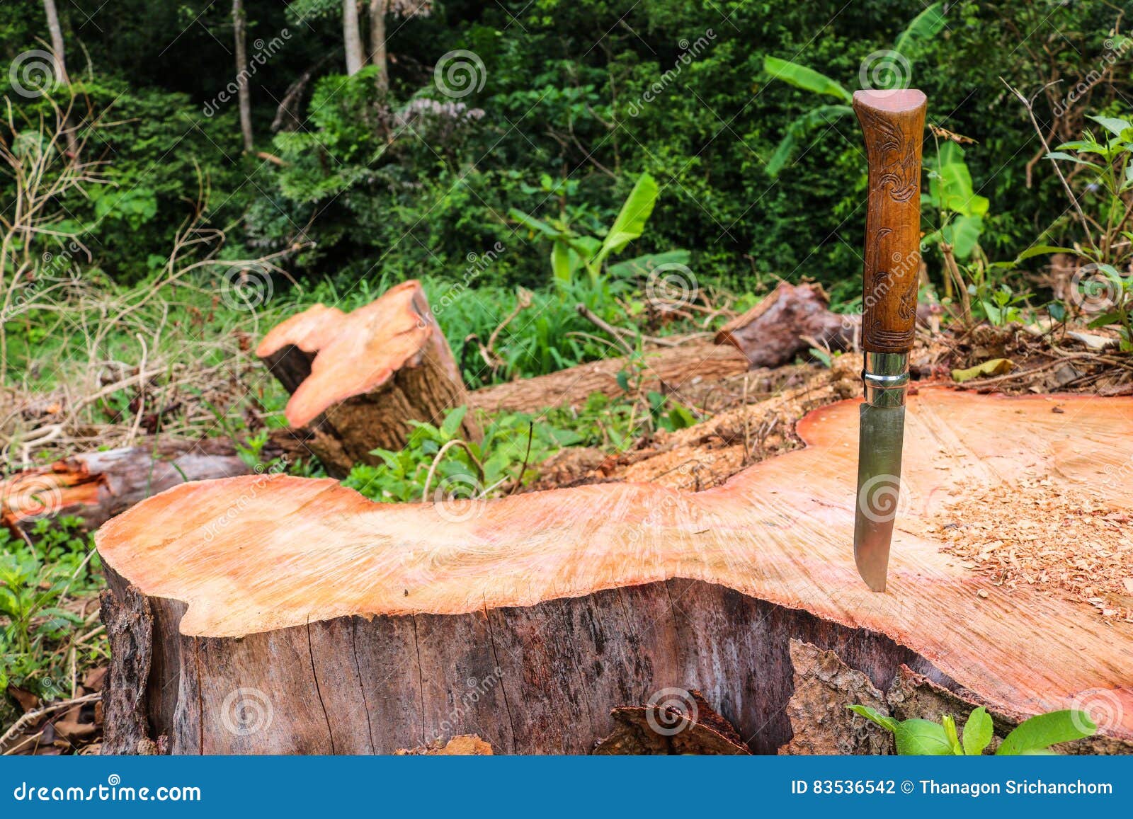Wooden Handle Knife on the Tree Stump. Stock Photo - Image of multitool ...