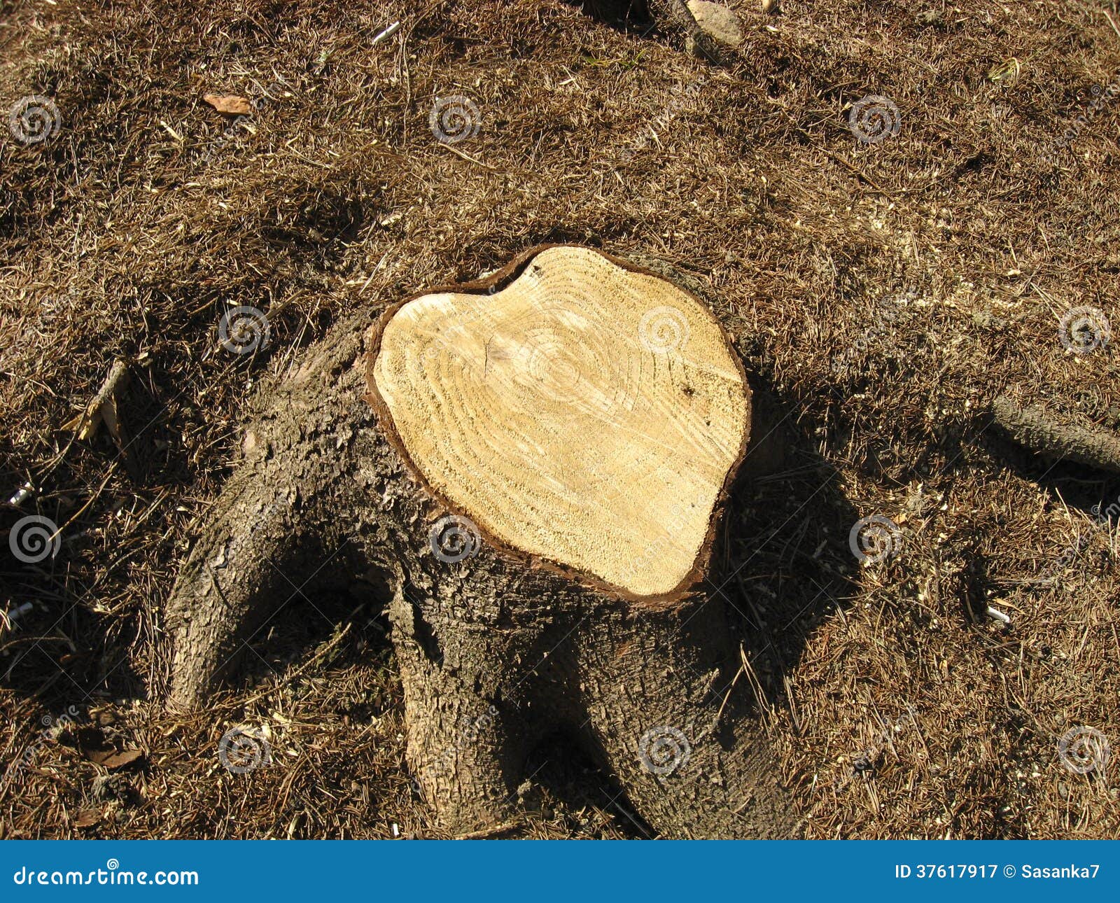 Wooden heart stock image. Image of heart, stub, brown - 37617917