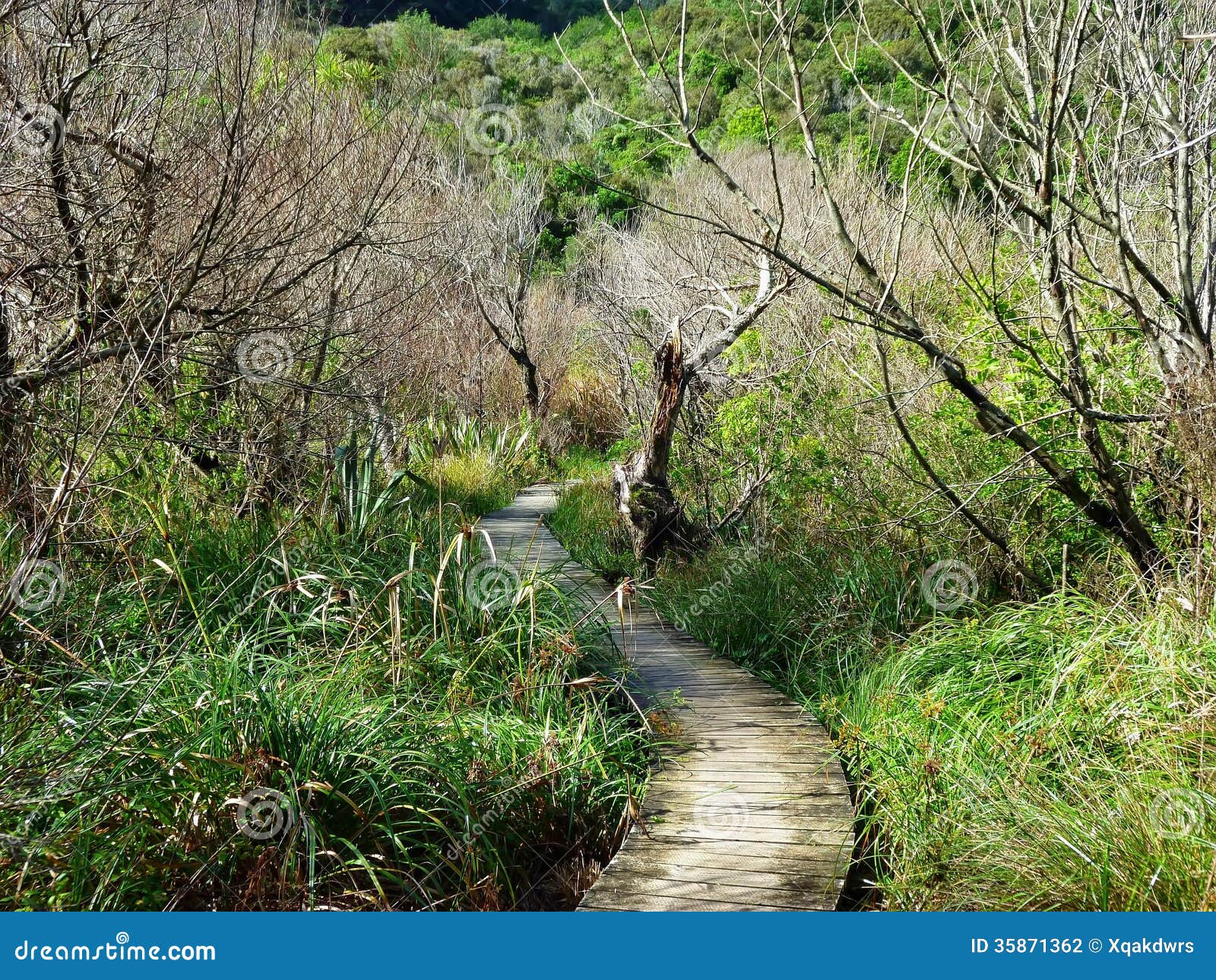 Wooden Hiking Path through Bushes and Trees Stock Photo - Image of ...