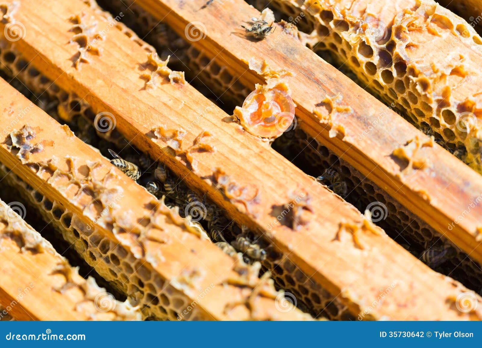 Wooden Honeycomb Frames with Bees Stock Photo - Image of group, feed ...