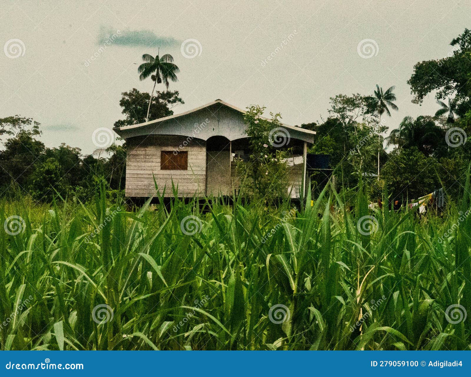 A wooden house the Amazon stock photo. Image of estate - 279059100