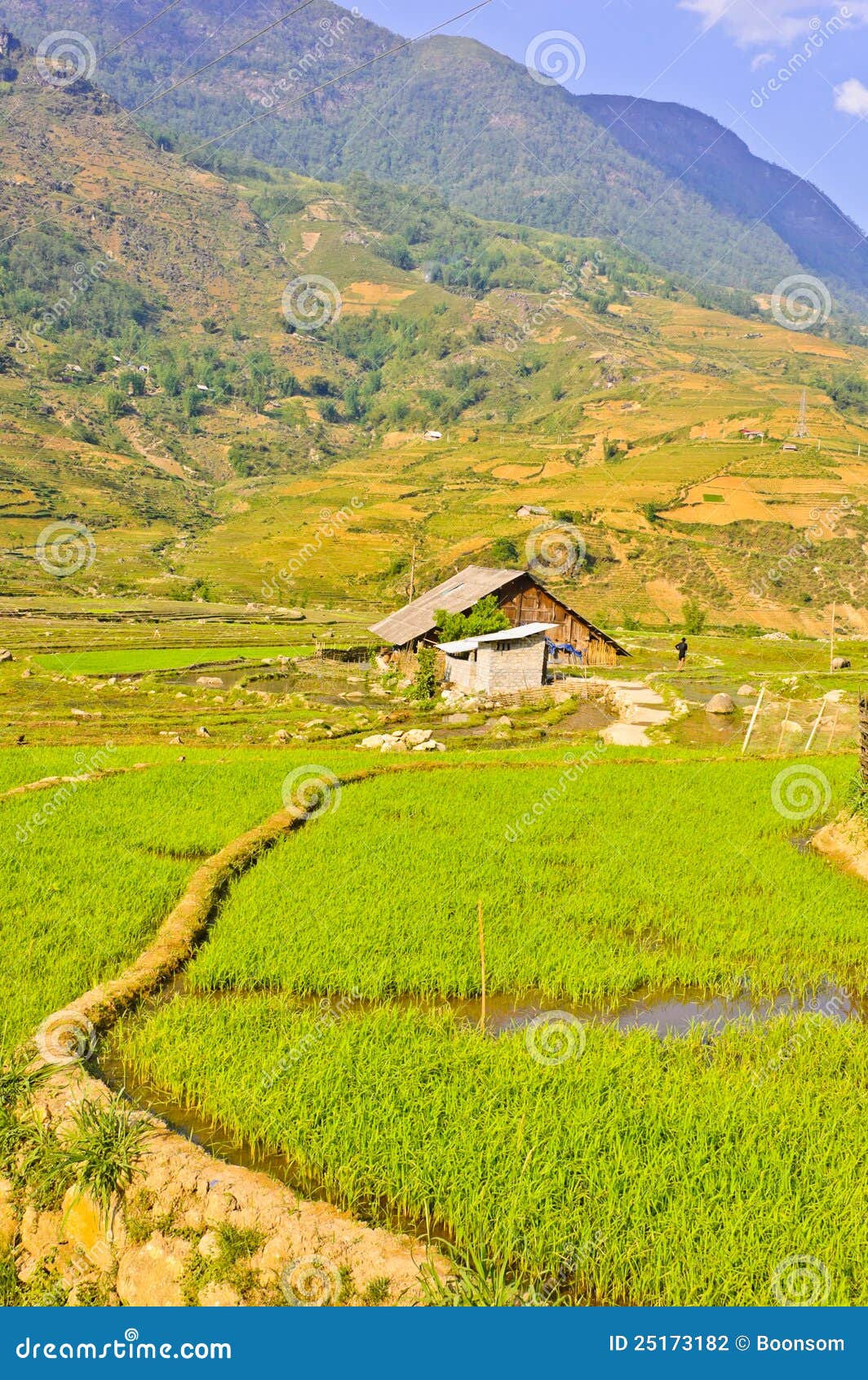 Wooden house in rice crops stock photo. Image of field - 25173182